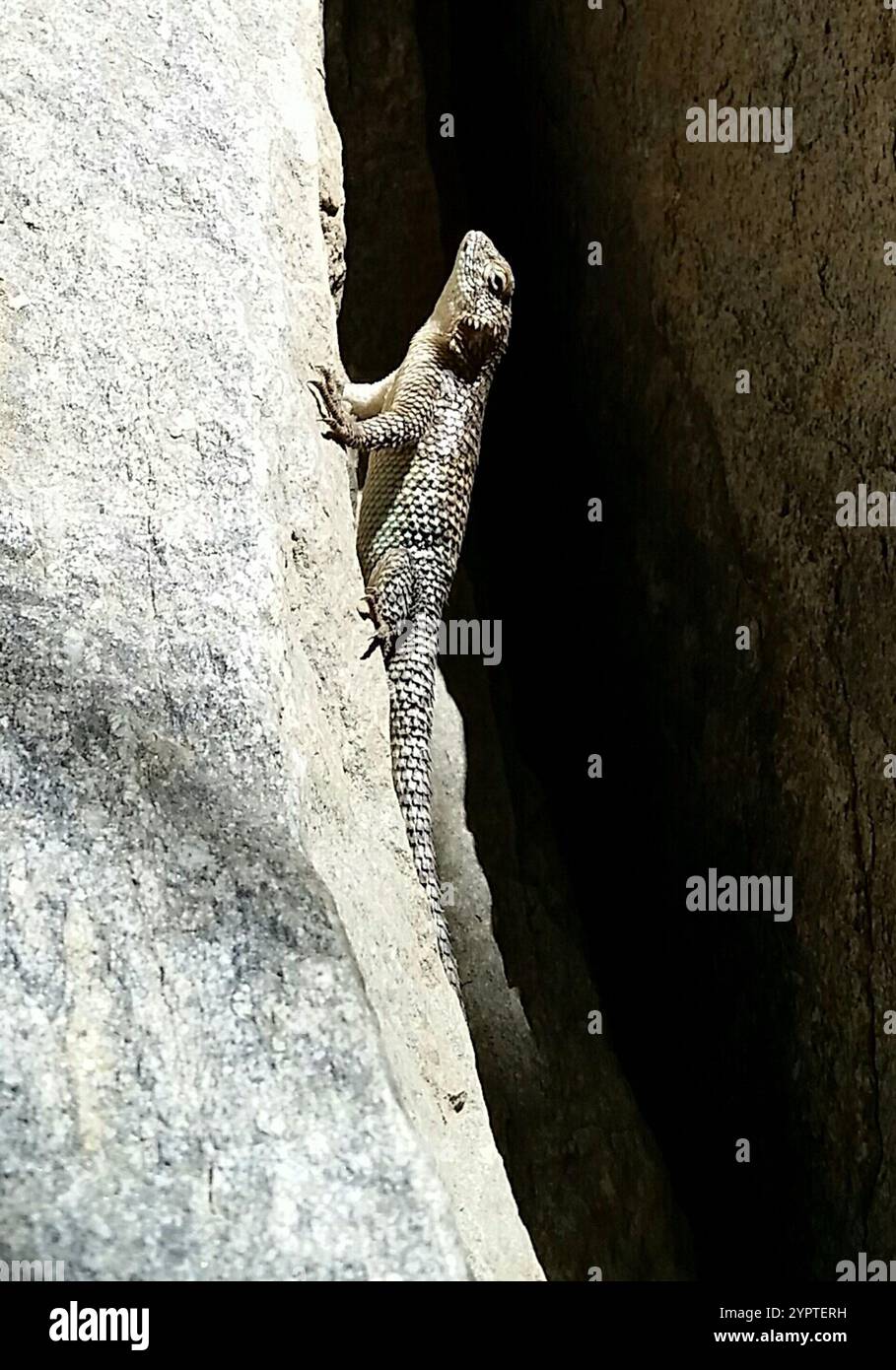 Granite Spiny Lizard (Sceloporus orcutti Stock Photo - Alamy