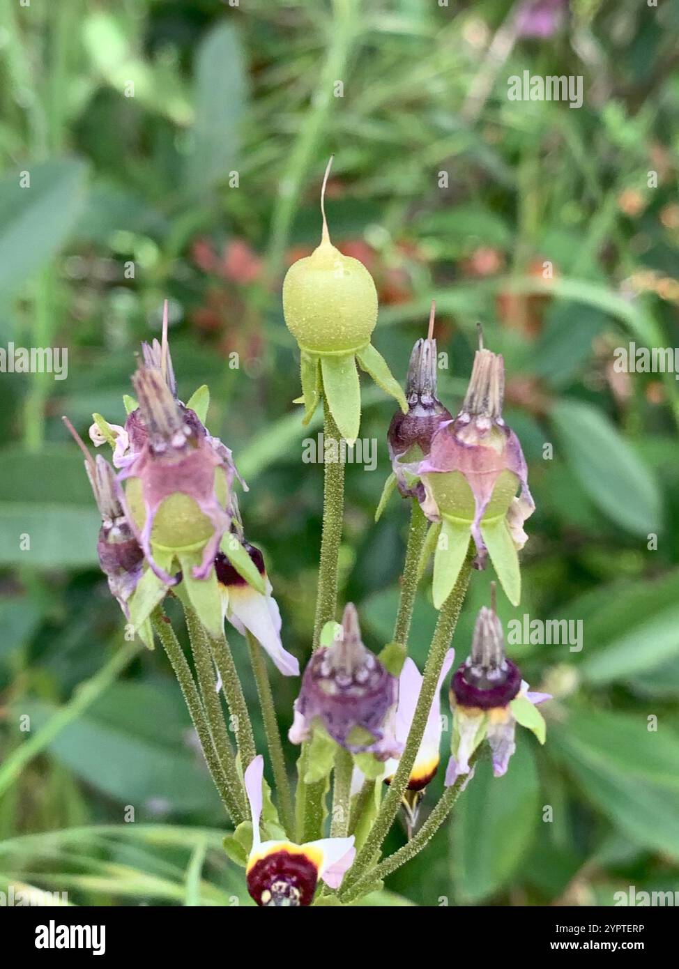 (Primula clevelandii gracilis Stock Photo - Alamy