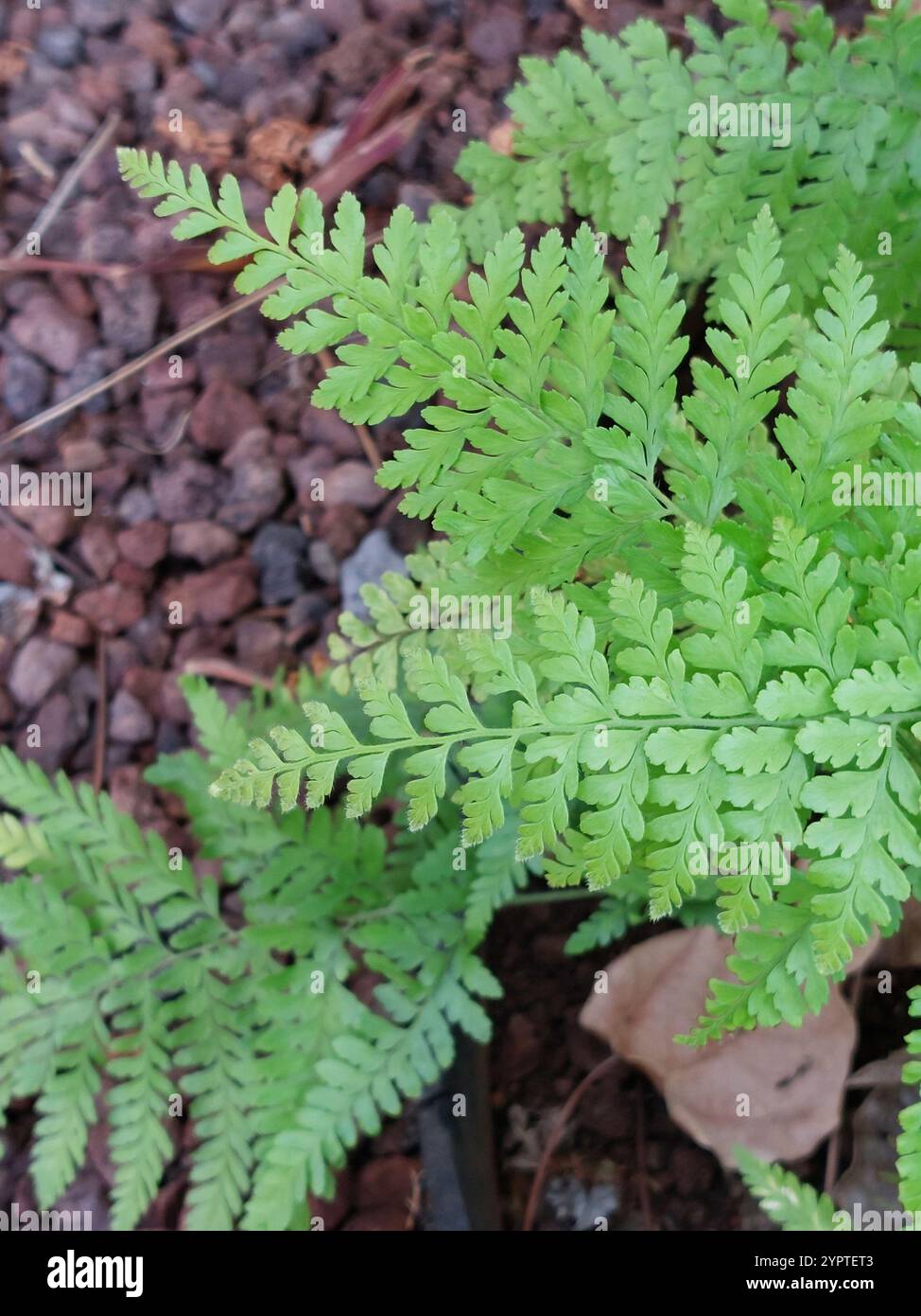 rigid lace fern (Microlepia setosa Stock Photo - Alamy