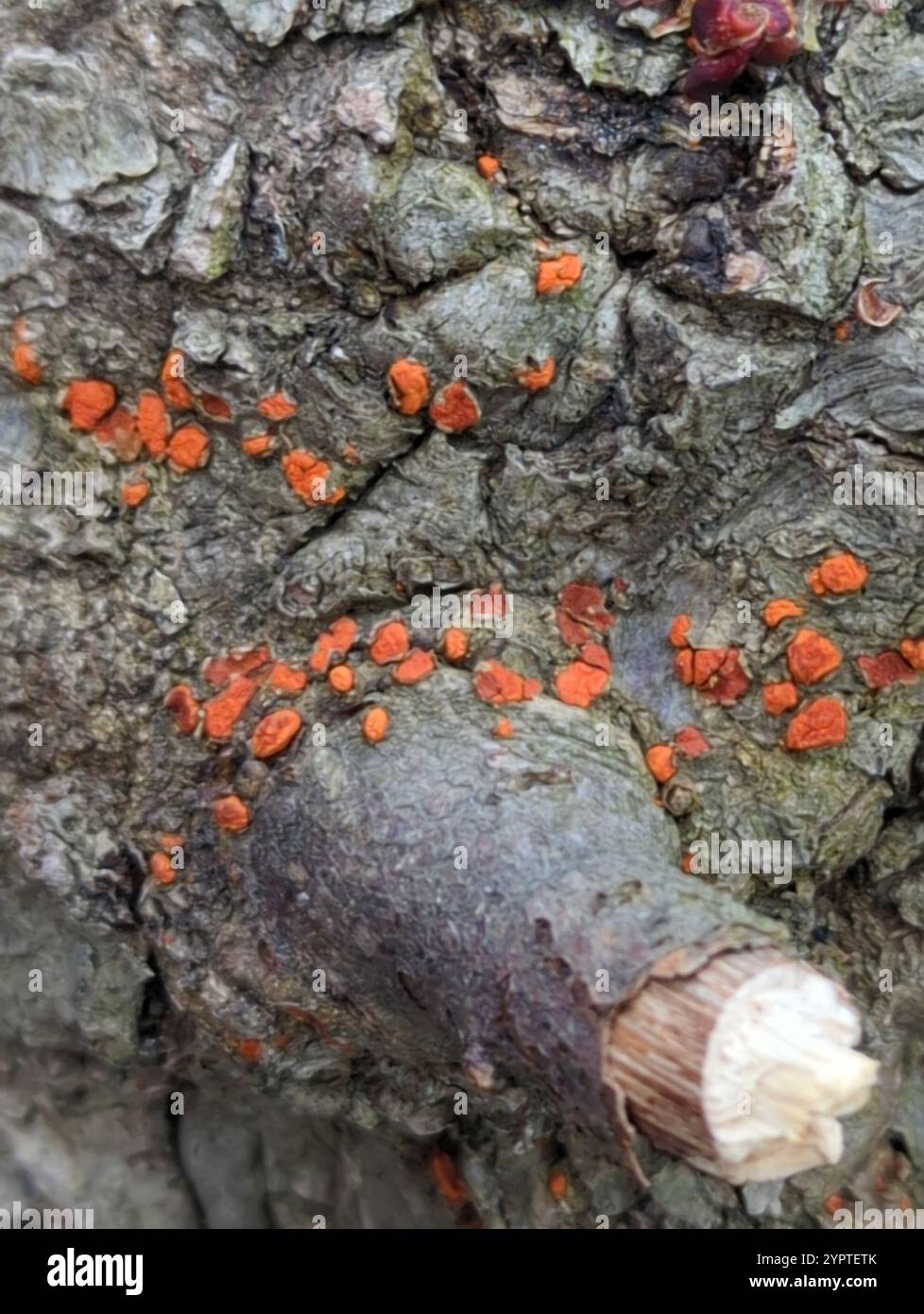 orange hobnail canker (Amphilogia gyrosa Stock Photo - Alamy