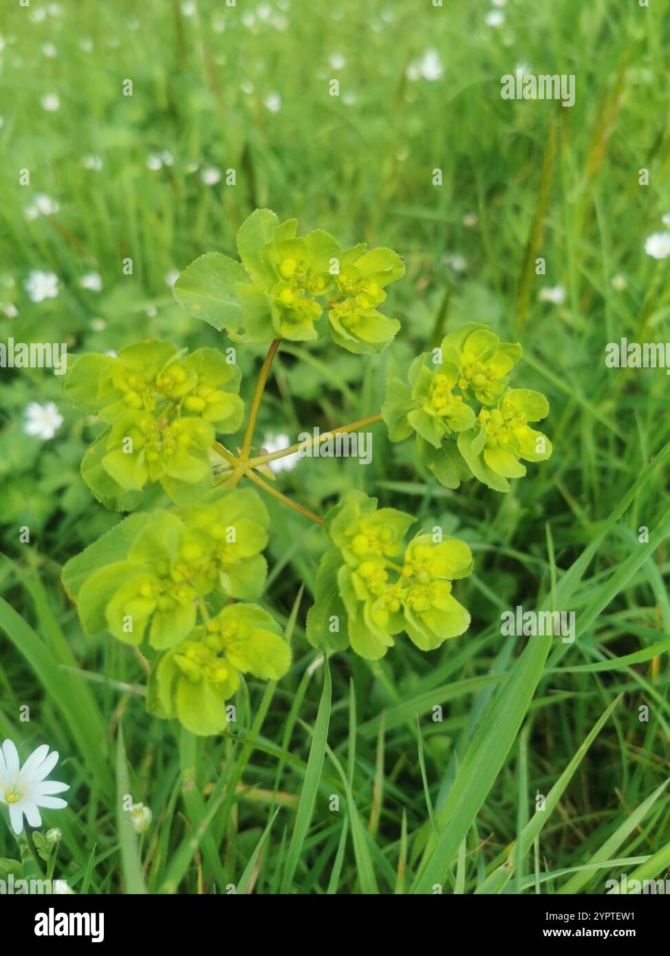 Sun spurge (Euphorbia helioscopia Stock Photo - Alamy