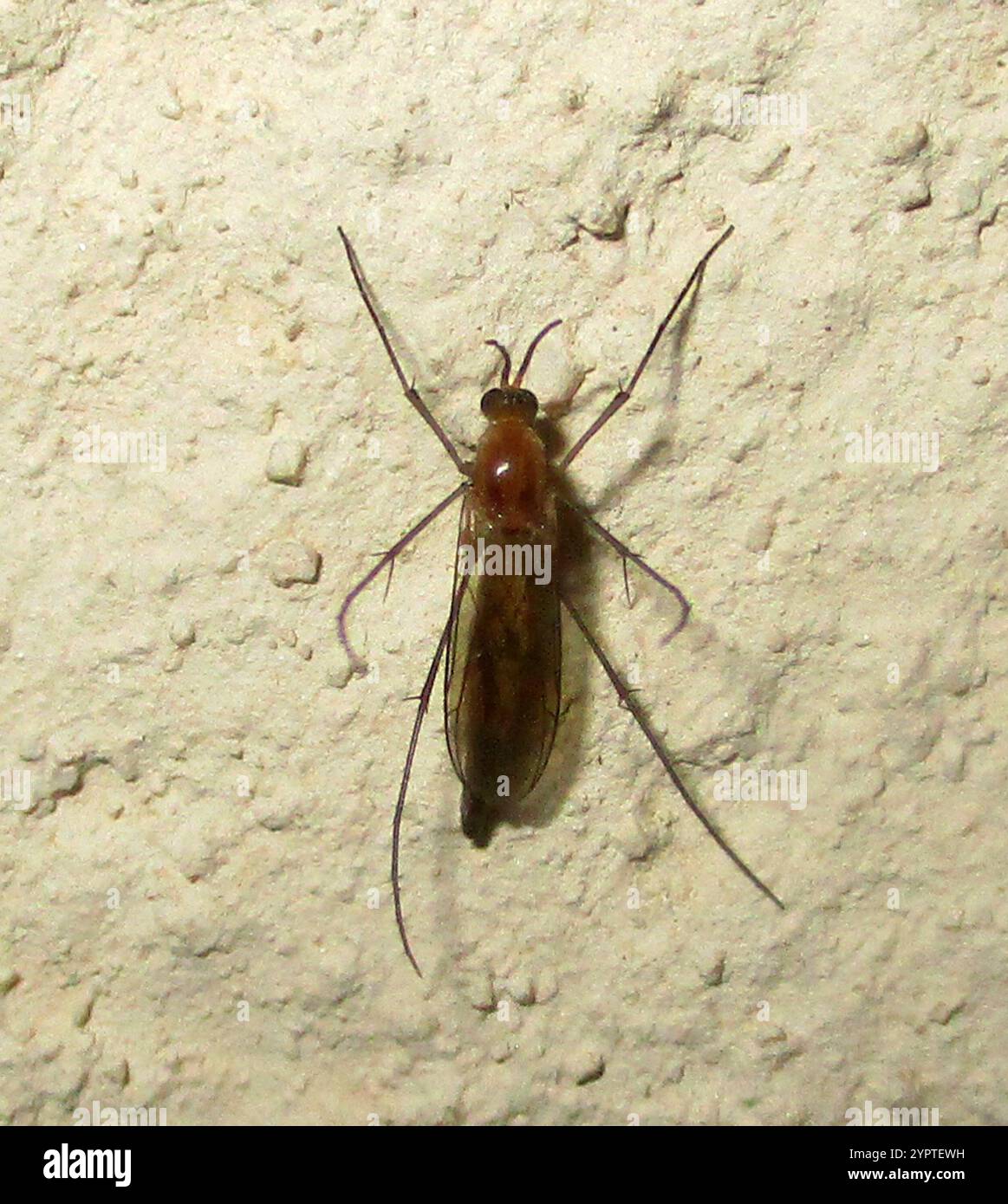 Predatory Fungus Gnats (Keroplatidae Stock Photo - Alamy