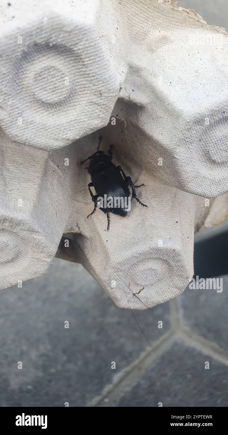 Black Burying Beetle (Nicrophorus humator Stock Photo - Alamy