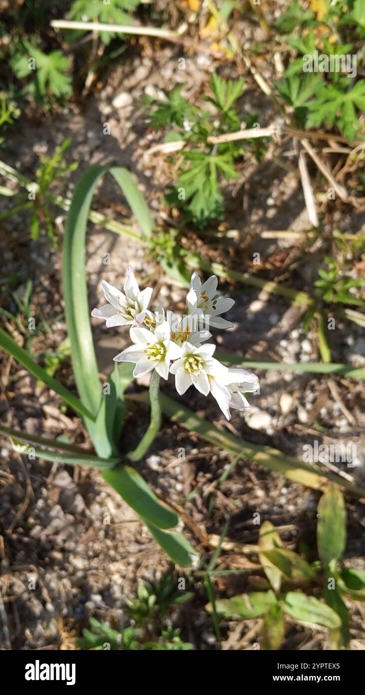 crowpoison (Nothoscordum bivalve Stock Photo - Alamy
