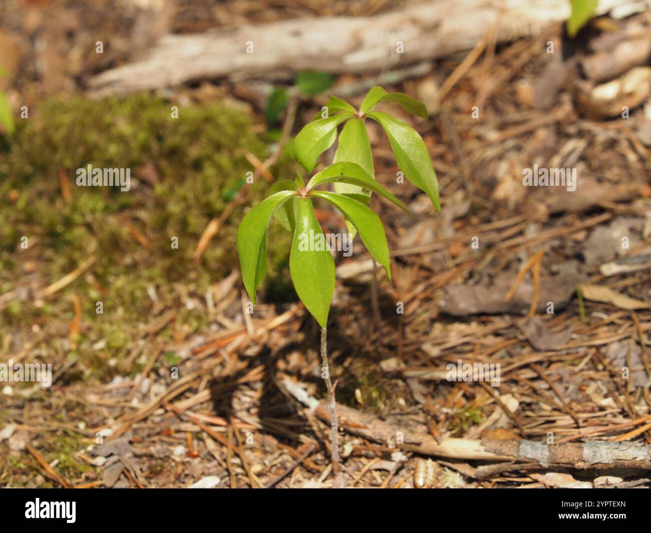 Cucumber Root (Medeola virginiana Stock Photo - Alamy