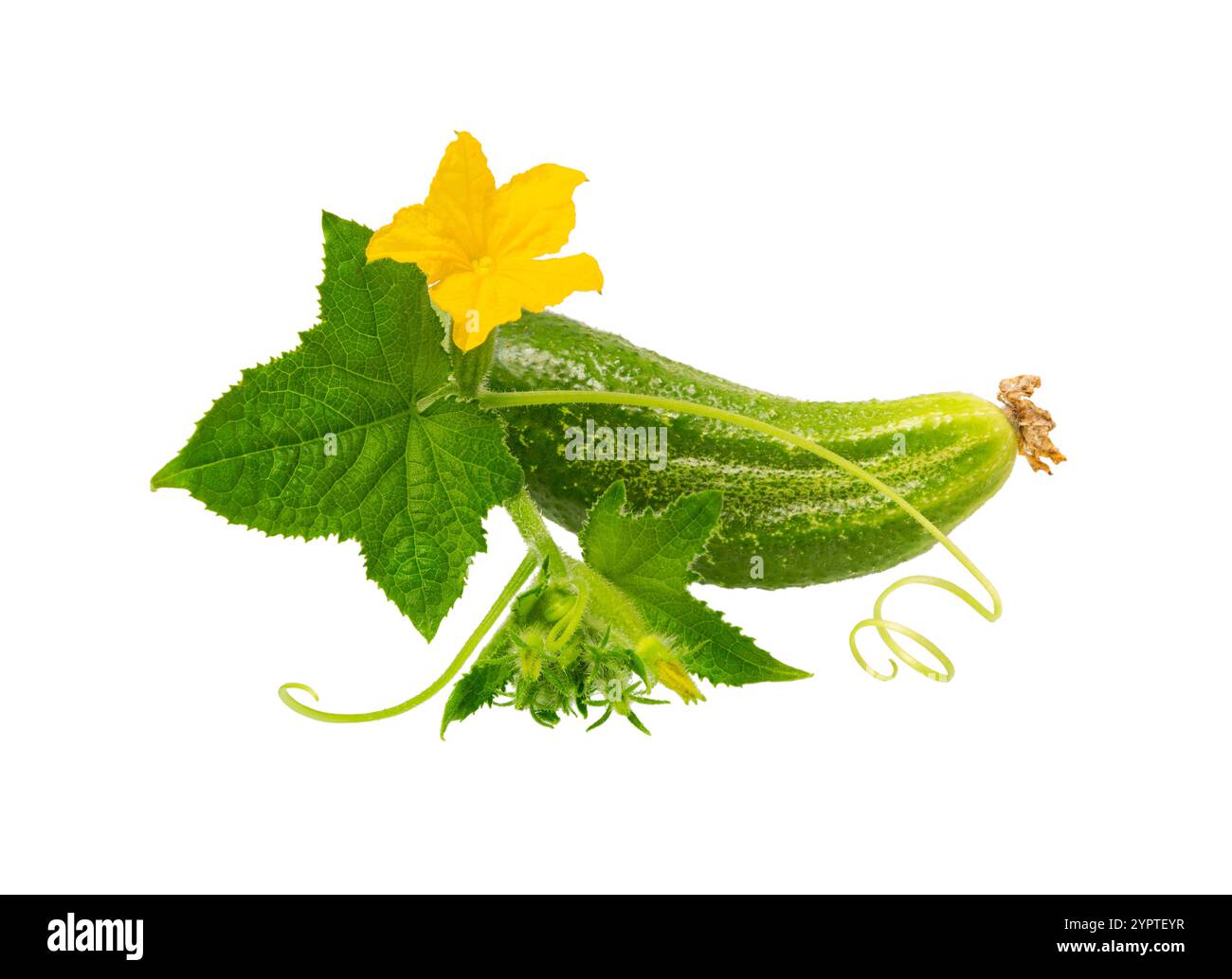 Cucumbers. Fresh green cucumber with leaf and flower isolated on white ...