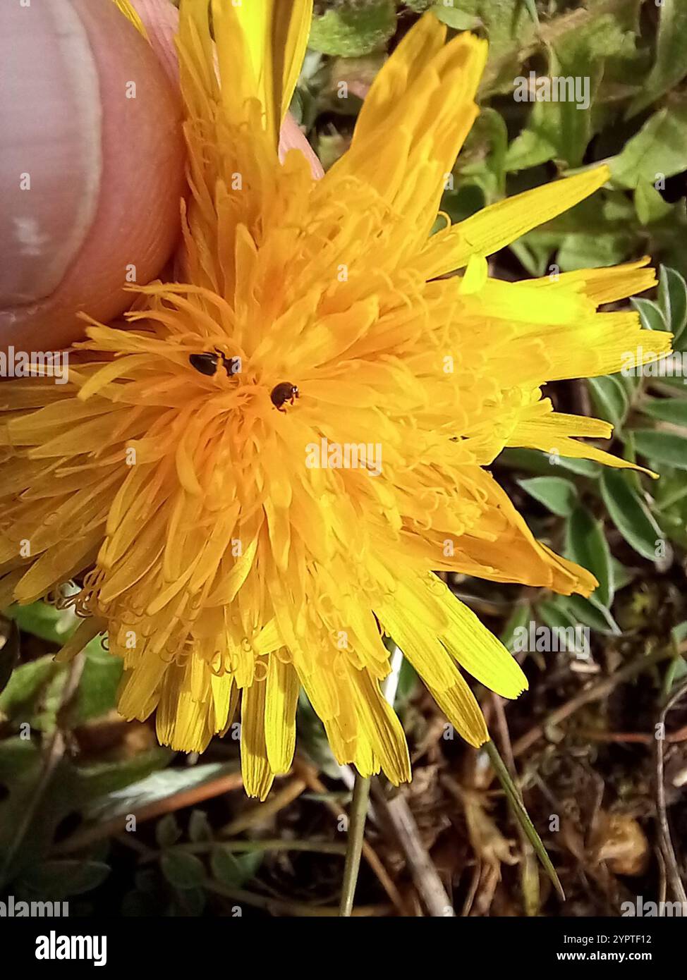 Short-winged Flower Beetles (Kateretidae Stock Photo - Alamy