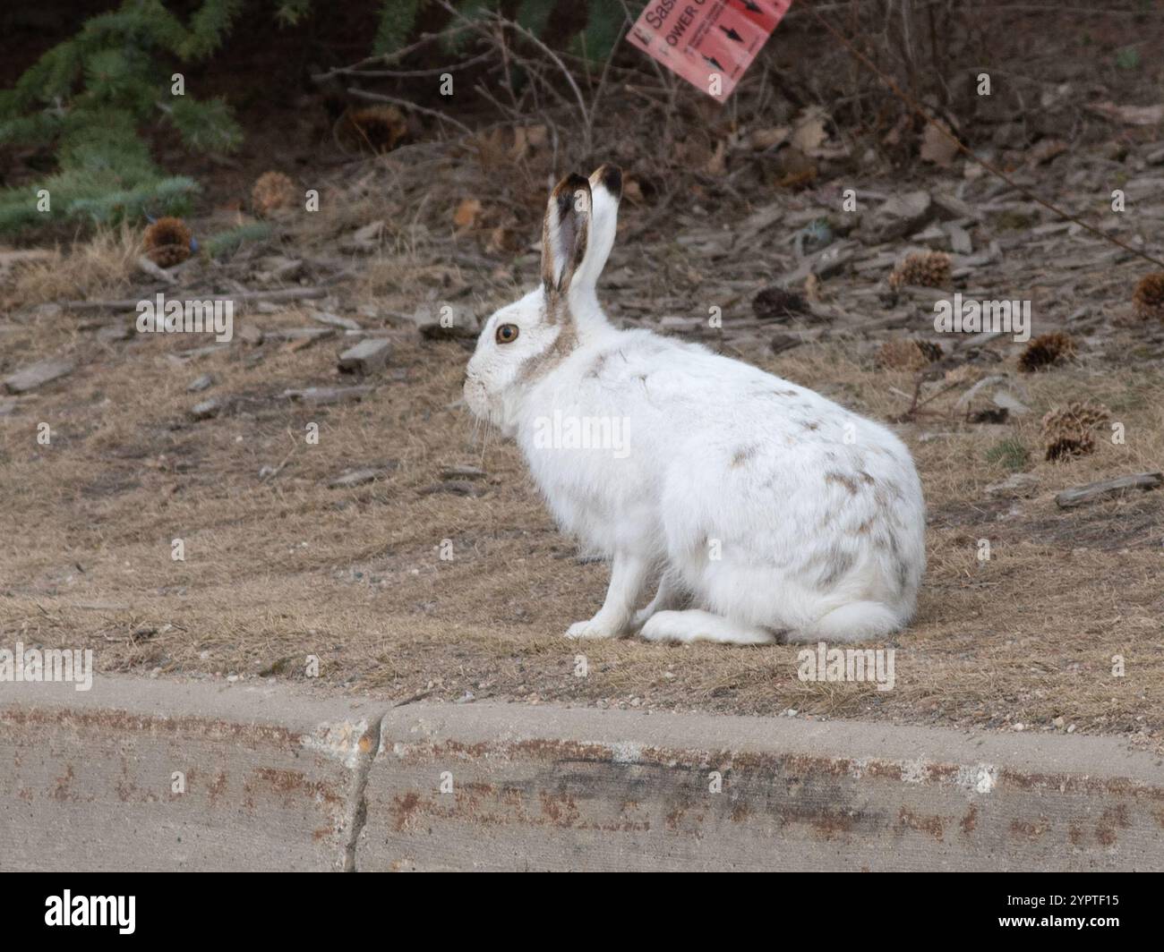 White-tailed Jackrabbit (Lepus townsendii Stock Photo - Alamy