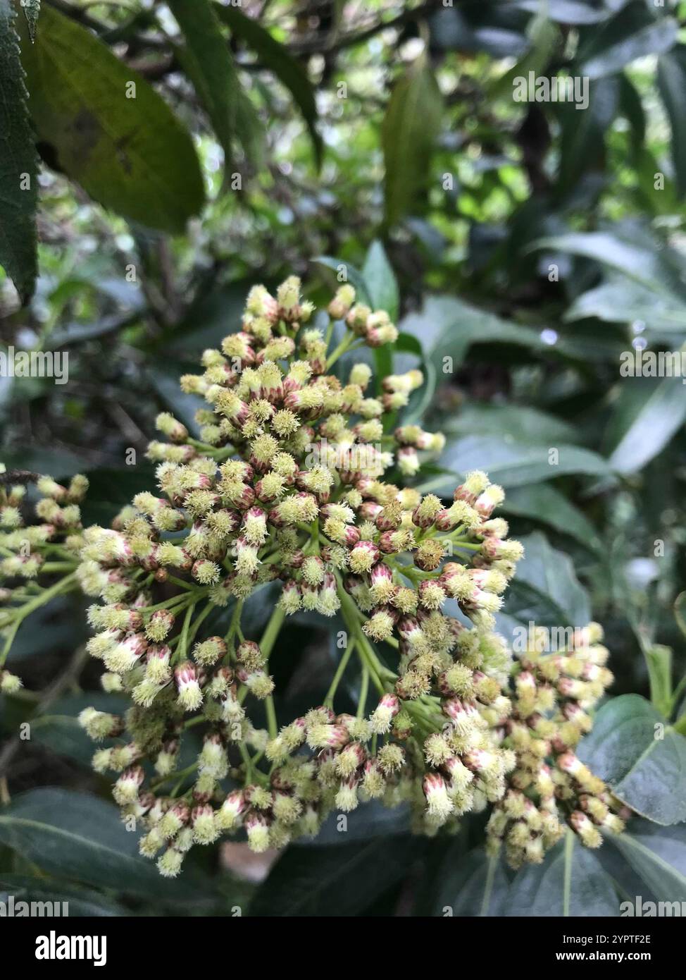 Chilca (Baccharis latifolia Stock Photo - Alamy