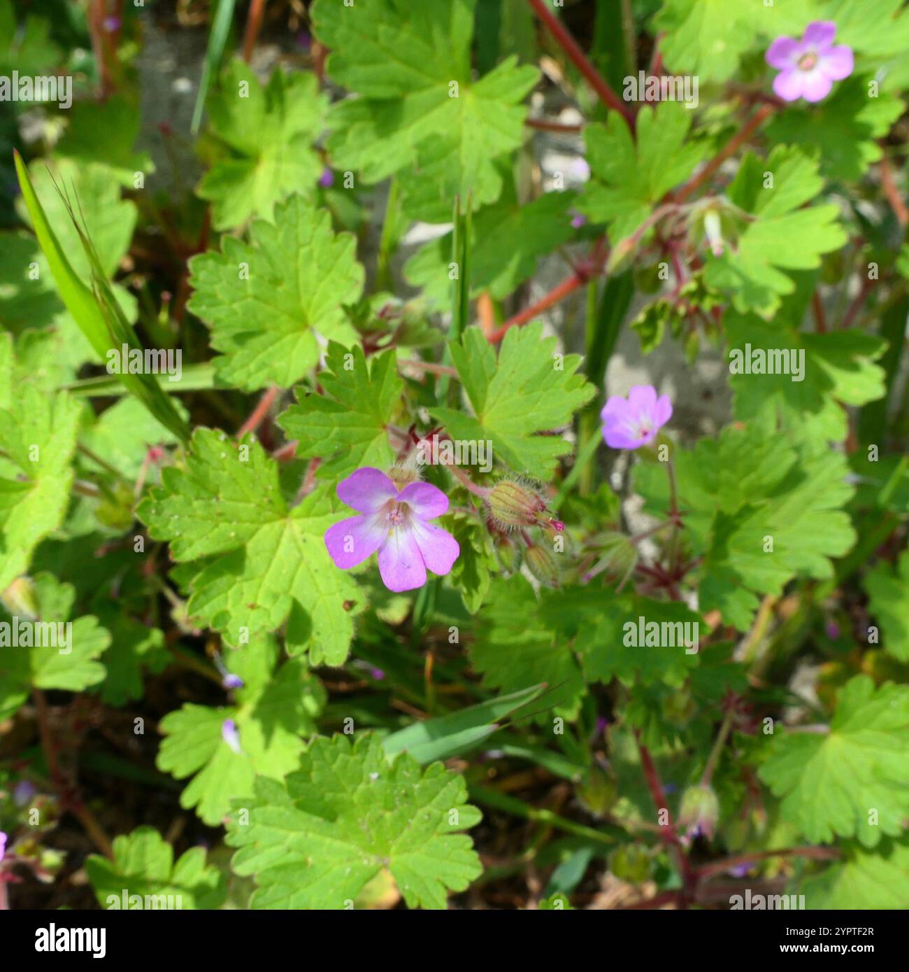 Round-leaved Crane's-bill (Geranium rotundifolium Stock Photo - Alamy