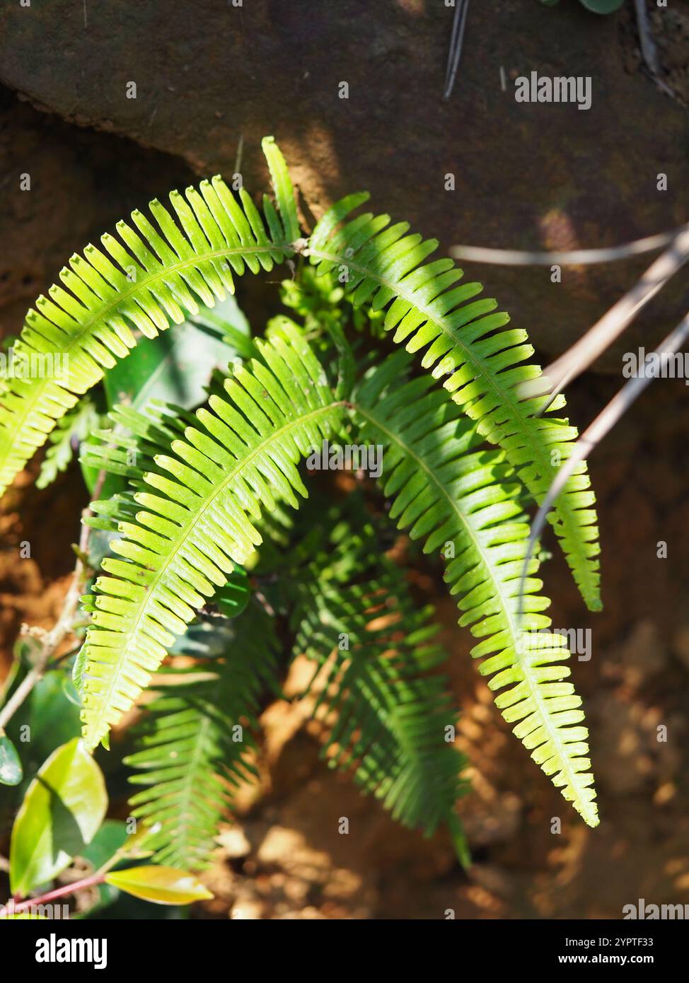 false staghorn fern (Dicranopteris linearis Stock Photo - Alamy