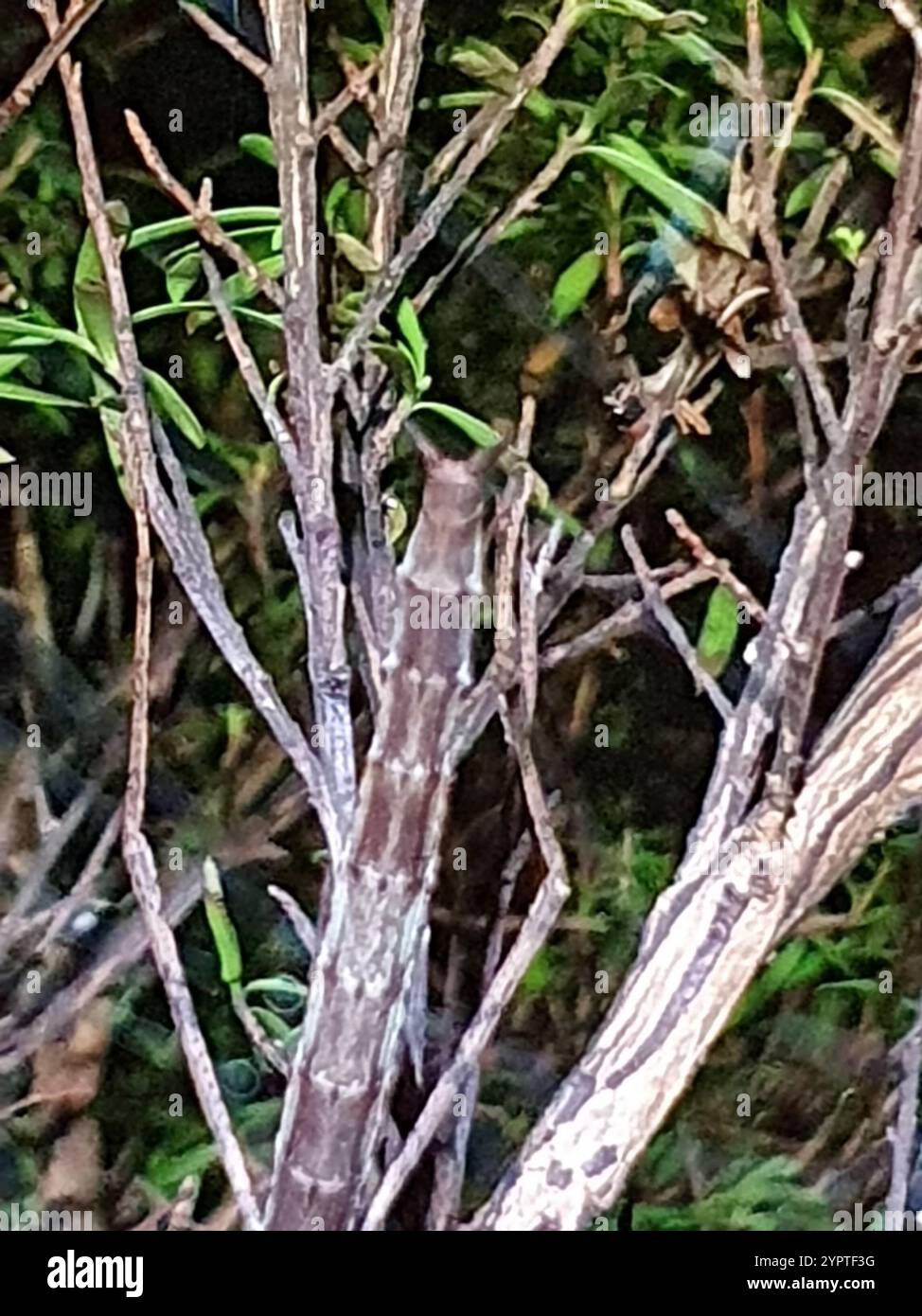 unarmed stick-insect (Acanthoxyla inermis Stock Photo - Alamy