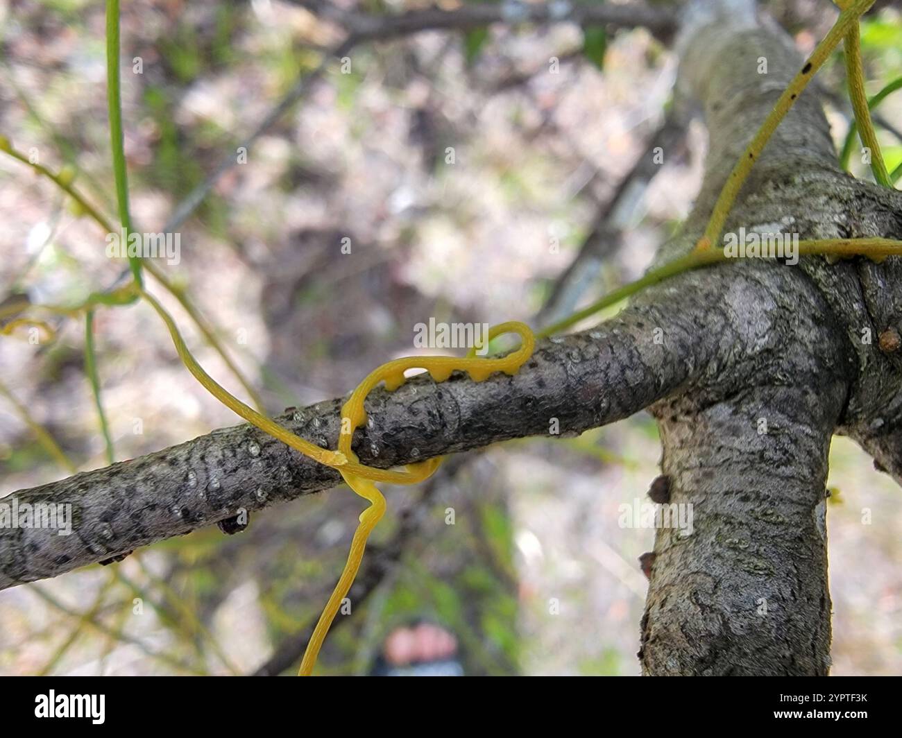 laurel dodder (Cassytha filiformis Stock Photo - Alamy