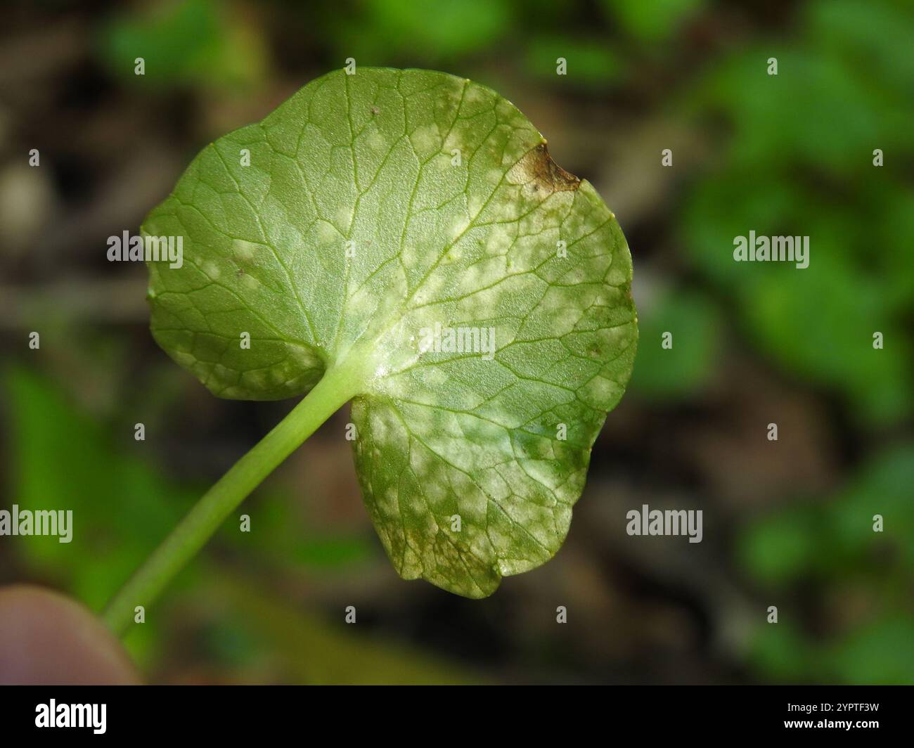 Entyloma hi-res stock photography and images - Alamy