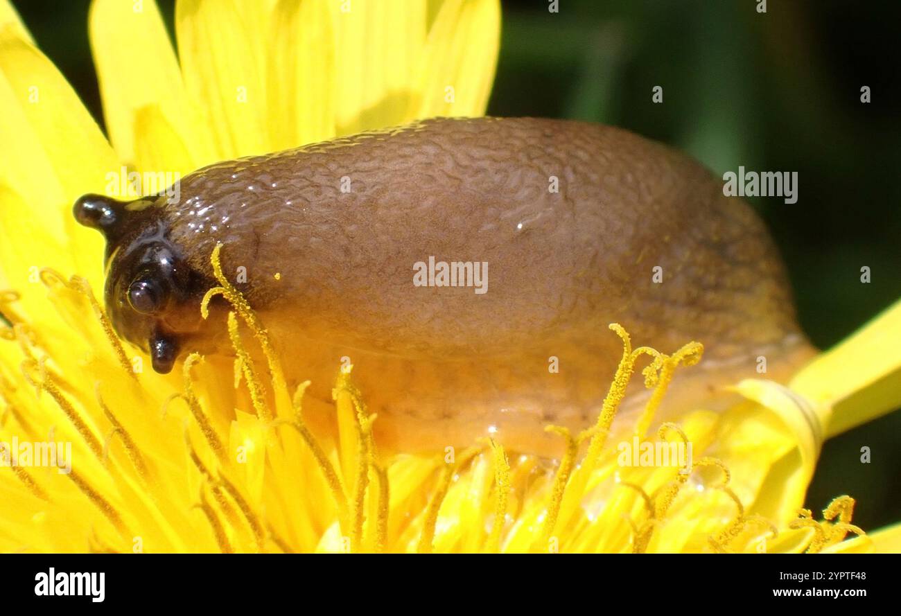 Common Land Snails and Slugs (Stylommatophora Stock Photo - Alamy