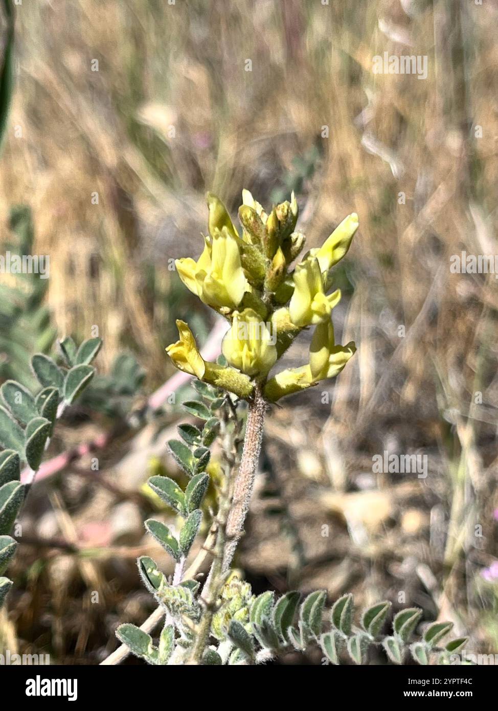 black-hair locoweed (Astragalus lentiginosus nigricalycis Stock Photo ...