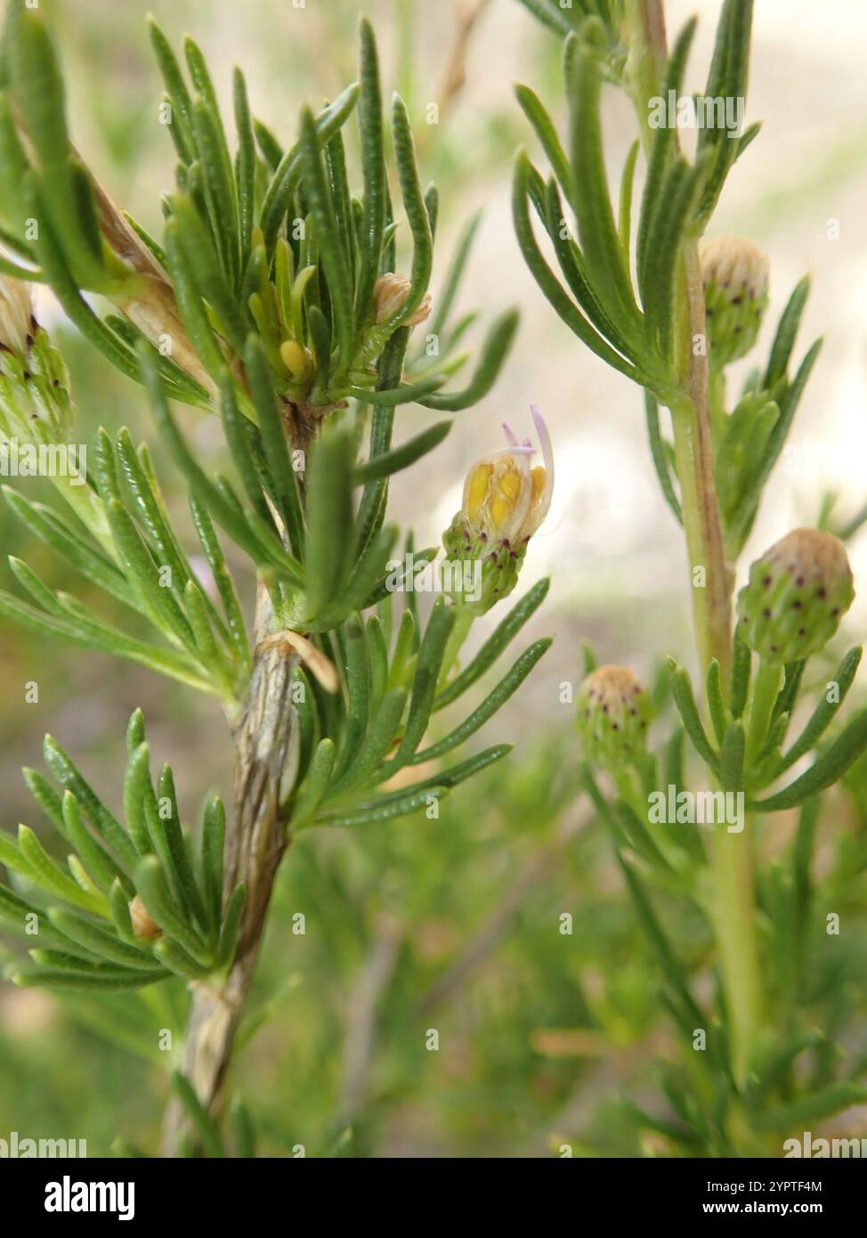 Fine Felicia (Felicia filifolia Stock Photo - Alamy
