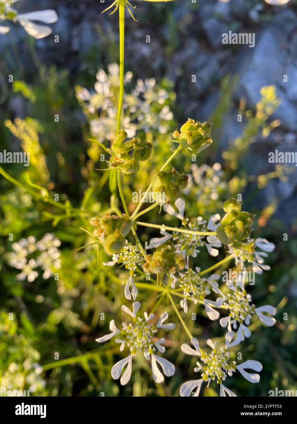 Mediterranean Hartwort (Tordylium apulum Stock Photo - Alamy