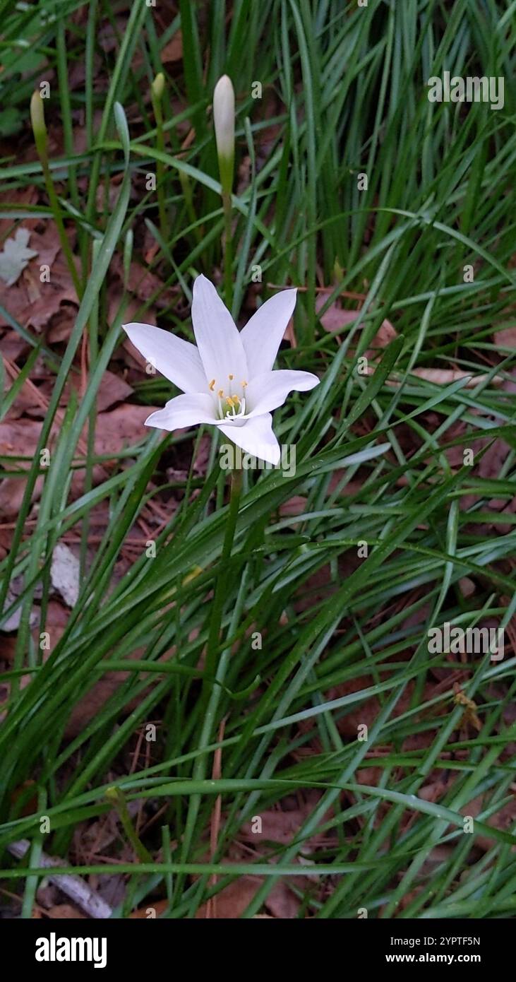 Atamasco Lily (Zephyranthes atamasco Stock Photo - Alamy