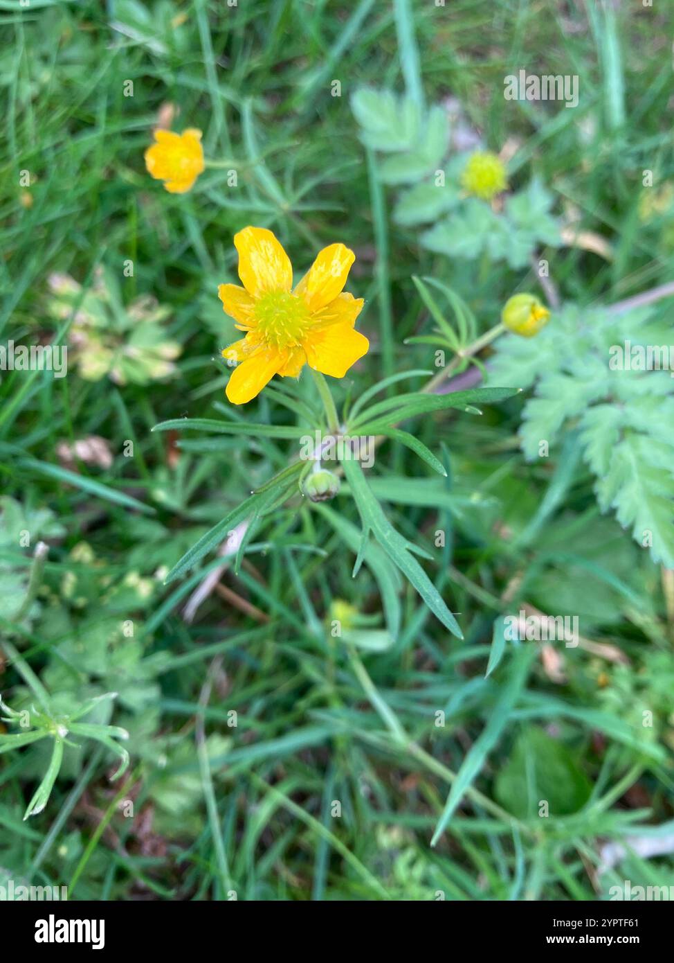 Goldilocks Buttercup (Ranunculus auricomus Stock Photo - Alamy