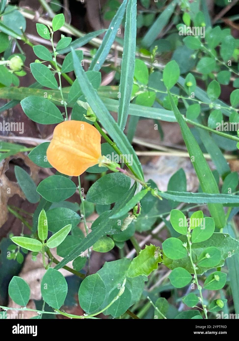 spade flower (Pigea stellarioides Stock Photo - Alamy