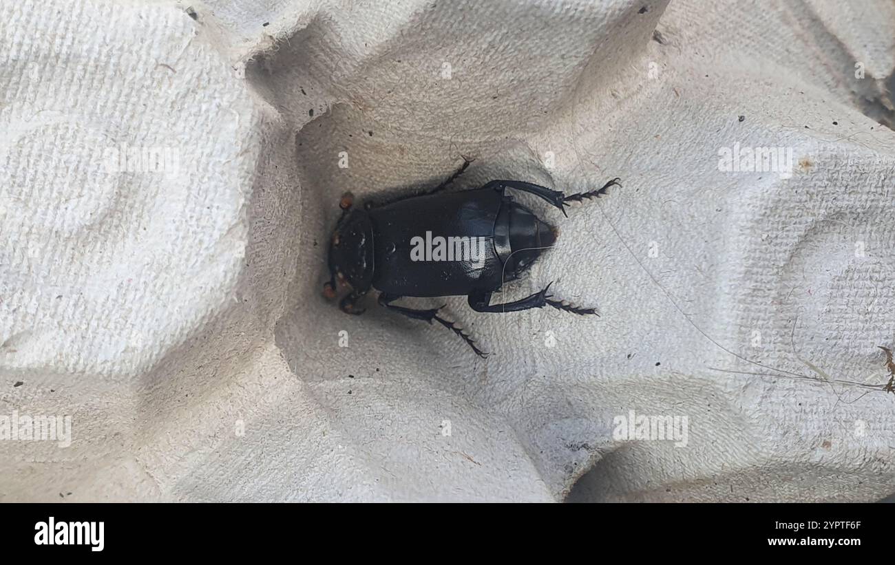 Black Burying Beetle (Nicrophorus humator Stock Photo - Alamy