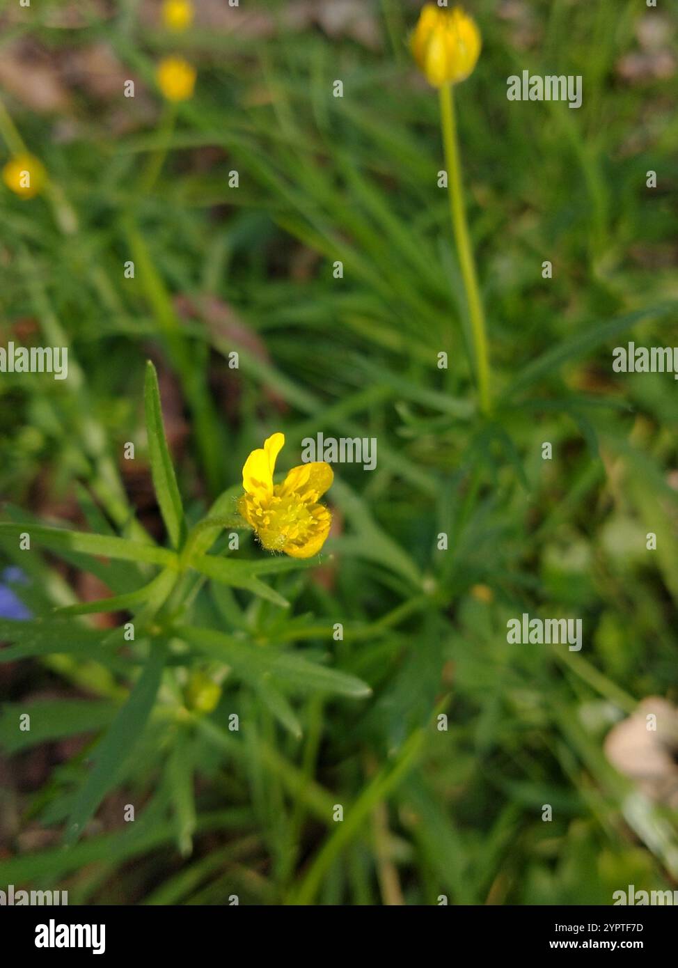 Goldilocks Buttercup (Ranunculus auricomus Stock Photo - Alamy