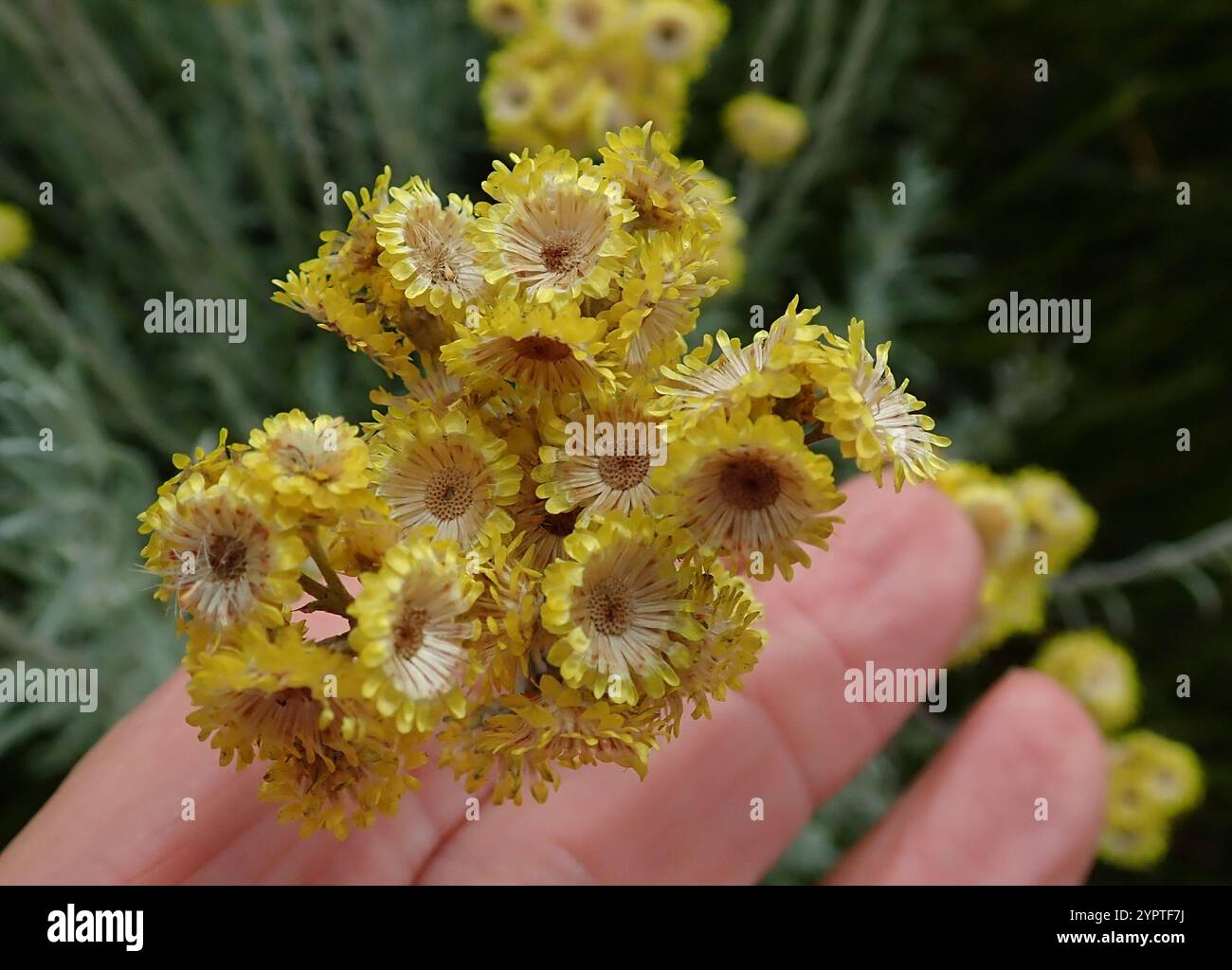 Cape Gold Everlasting (Helichrysum splendidum Stock Photo - Alamy