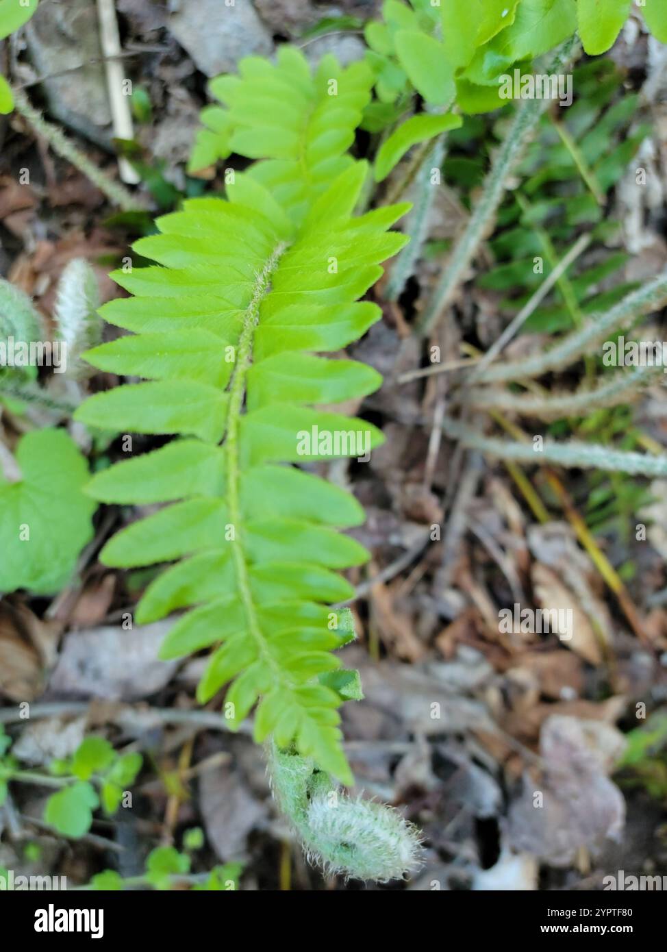 Christmas fern (Polystichum acrostichoides Stock Photo - Alamy