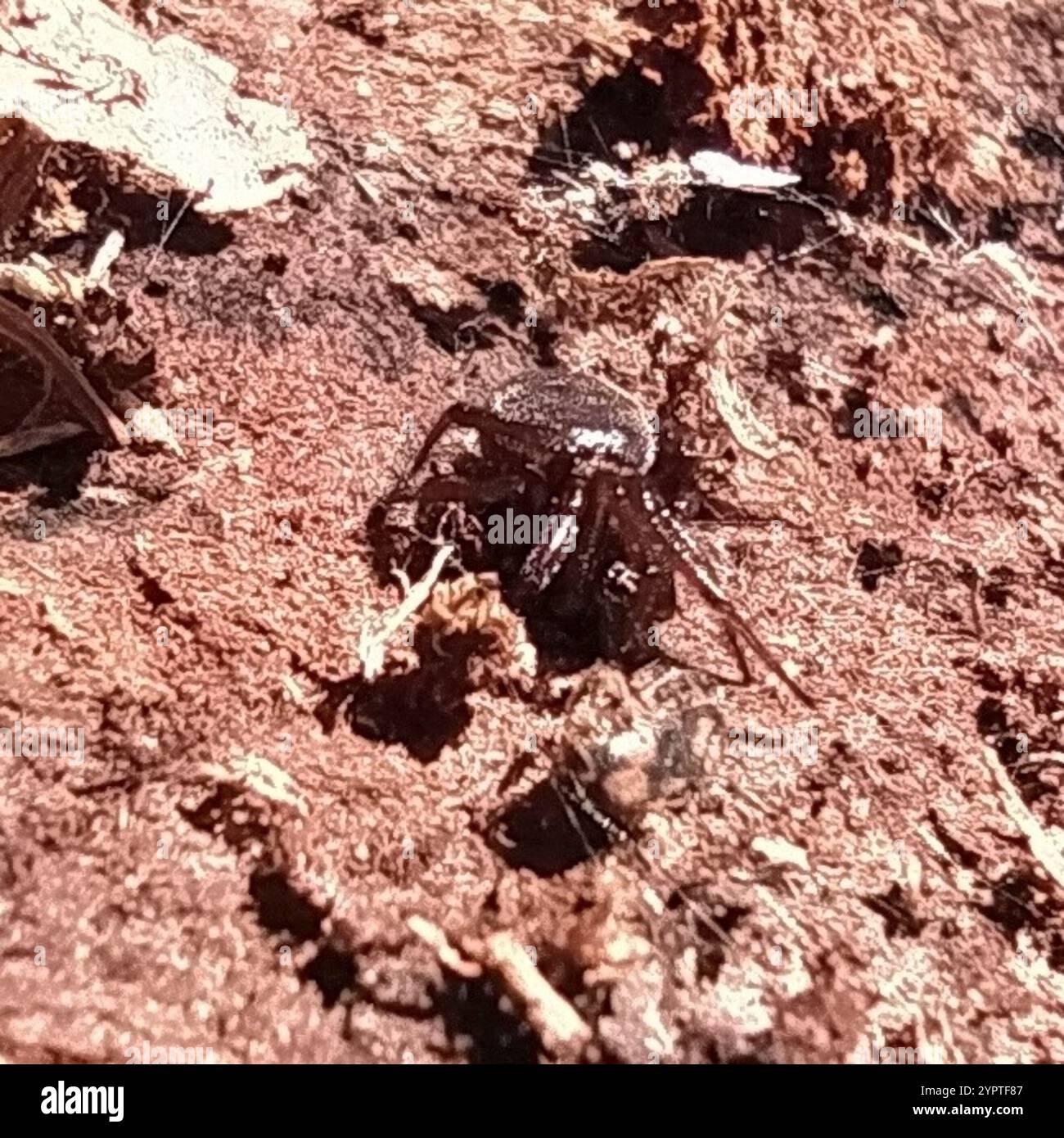 Rabbit Hutch Spider (Steatoda bipunctata Stock Photo - Alamy
