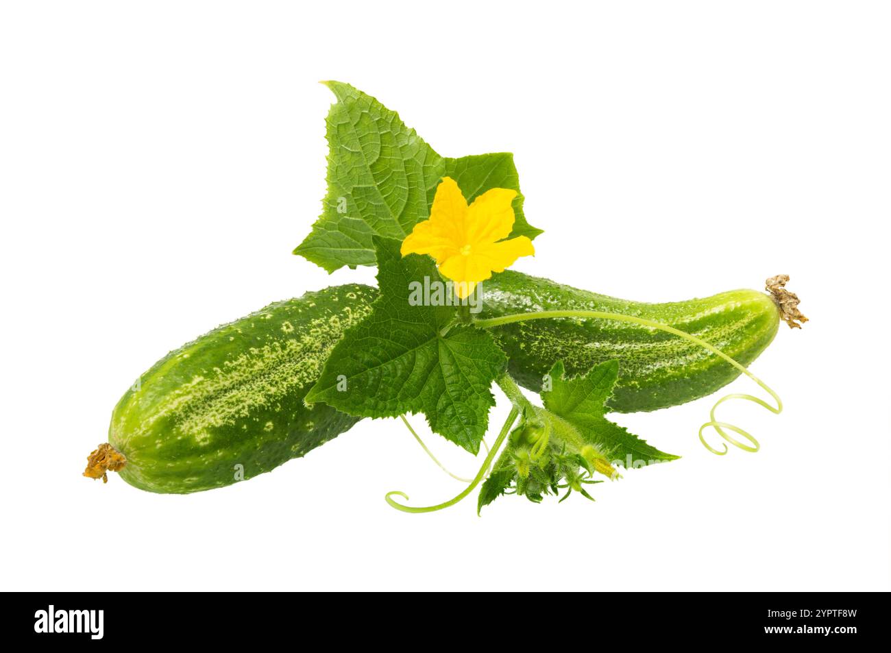 Cucumbers. Fresh green cucumber with leaf and flower isolated on white ...