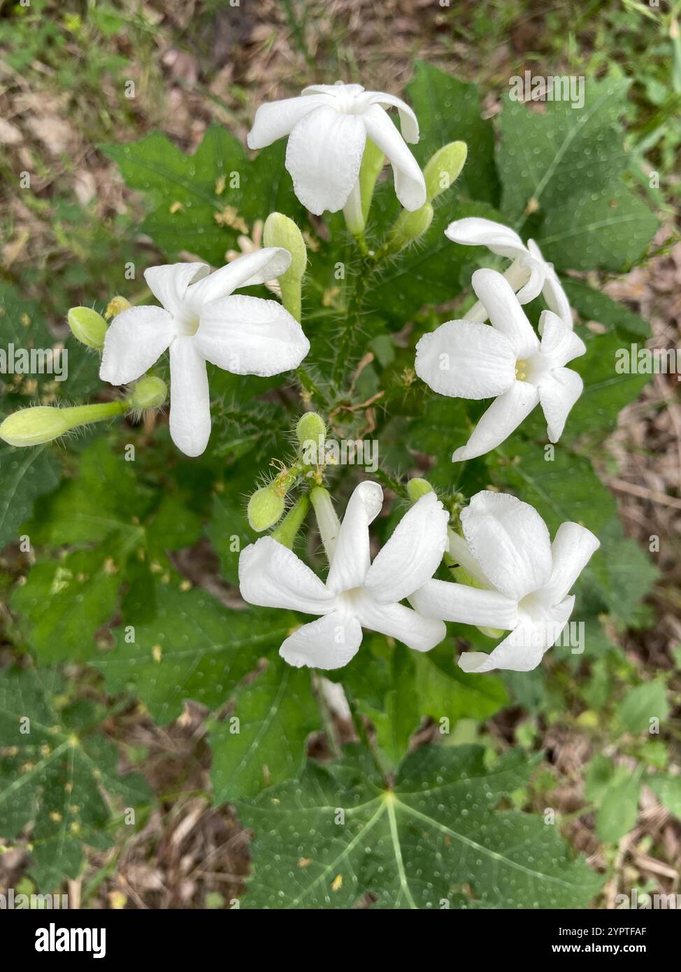 Texas Bull Nettle (Cnidoscolus texanus Stock Photo - Alamy