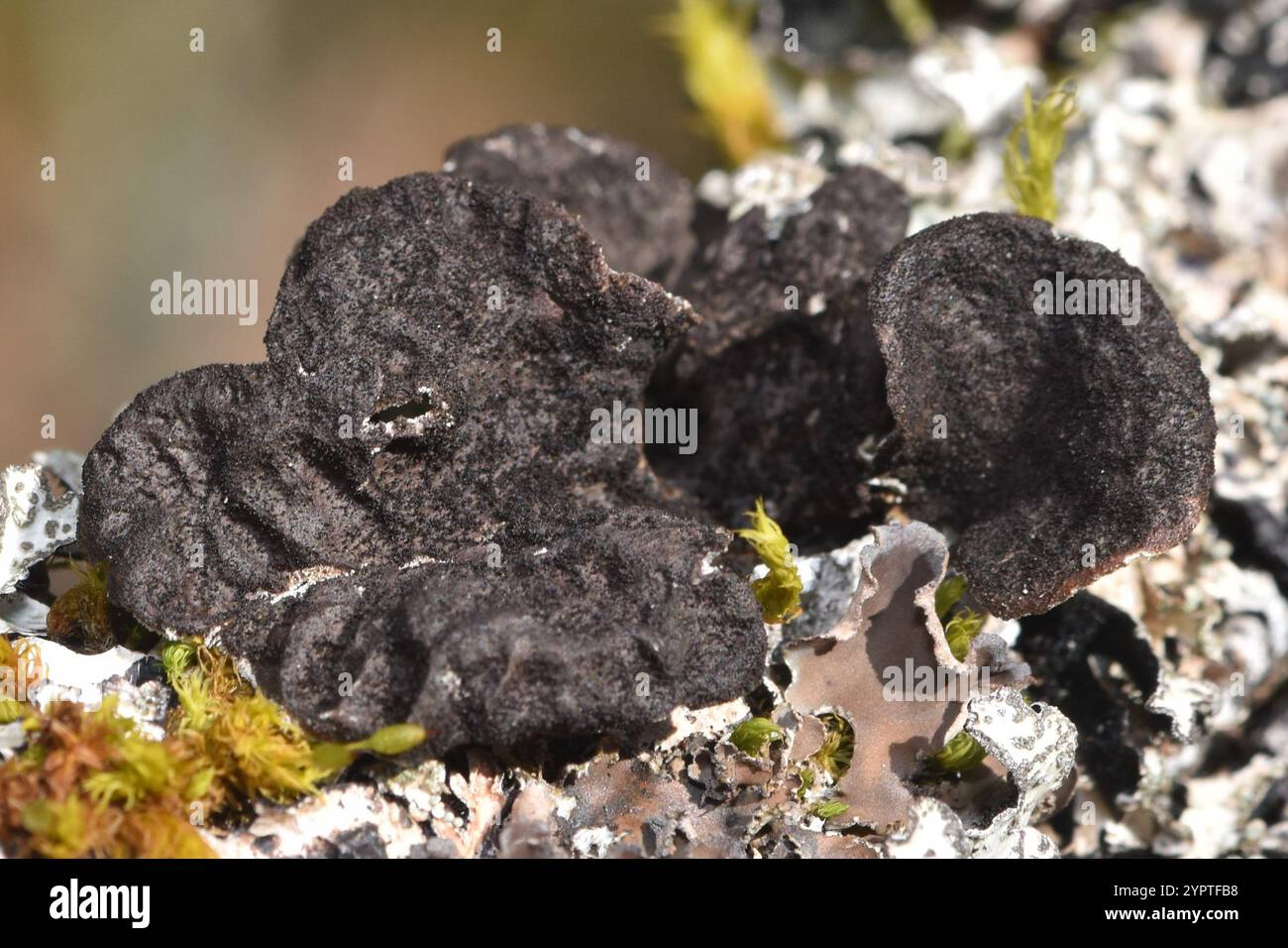 Peppered Moon Lichen (Sticta fuliginosa Stock Photo - Alamy