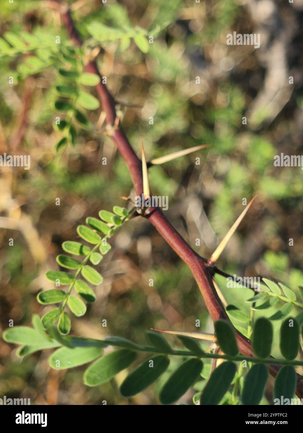 whitethorn acacia (Vachellia constricta Stock Photo - Alamy