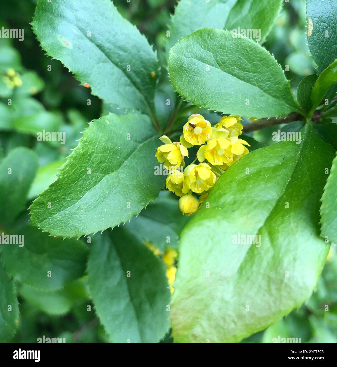 European barberry (Berberis vulgaris Stock Photo - Alamy