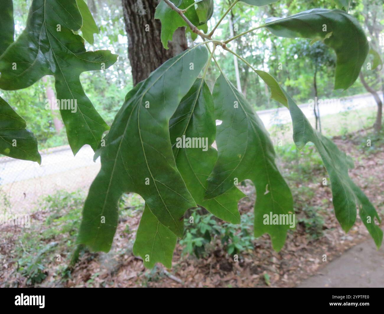 southern red oak (Quercus falcata Stock Photo - Alamy