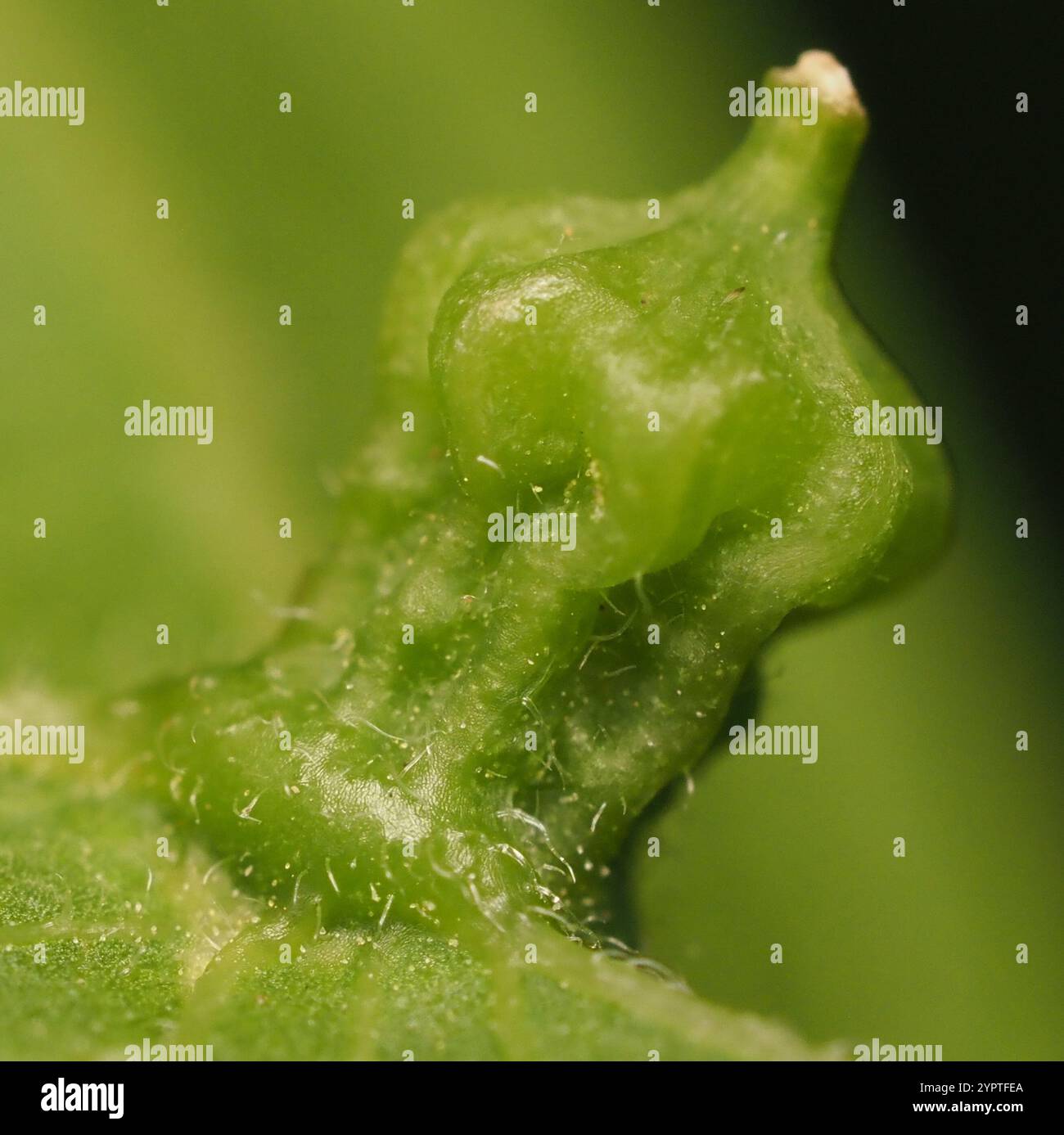 Hackberry Columnar Stem Gall Midge (Celticecis ramicola Stock Photo - Alamy