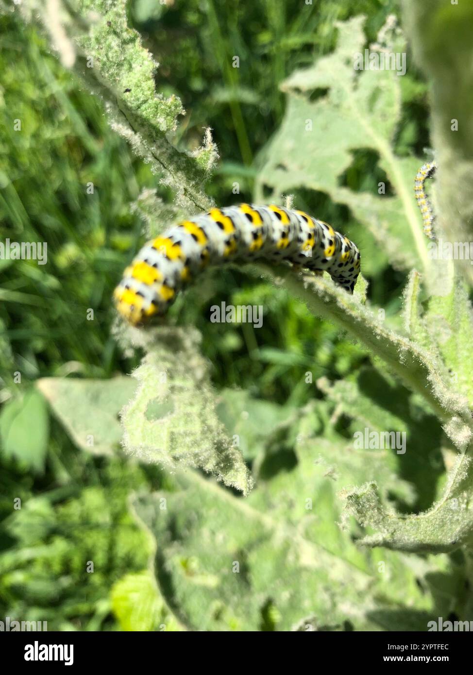 Mullein Moth (Cucullia verbasci Stock Photo - Alamy