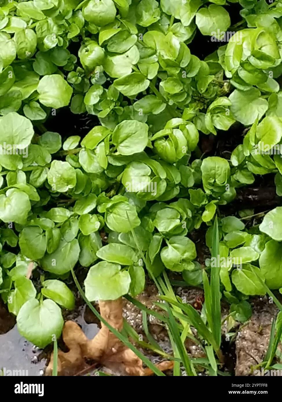 watercress (Nasturtium officinale Stock Photo - Alamy