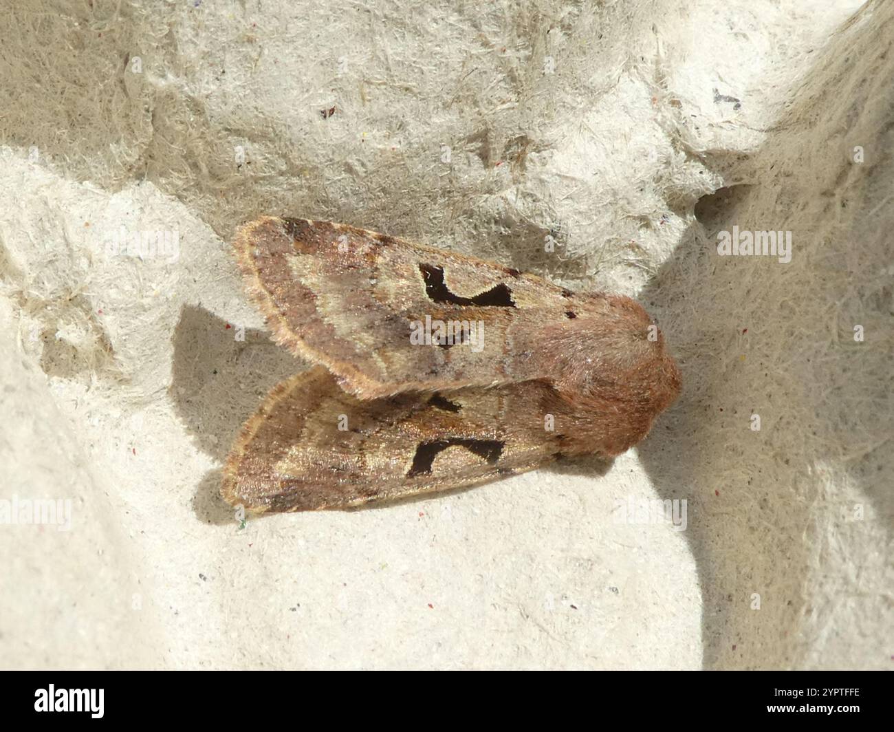 Hebrew Character (Orthosia gothica Stock Photo - Alamy