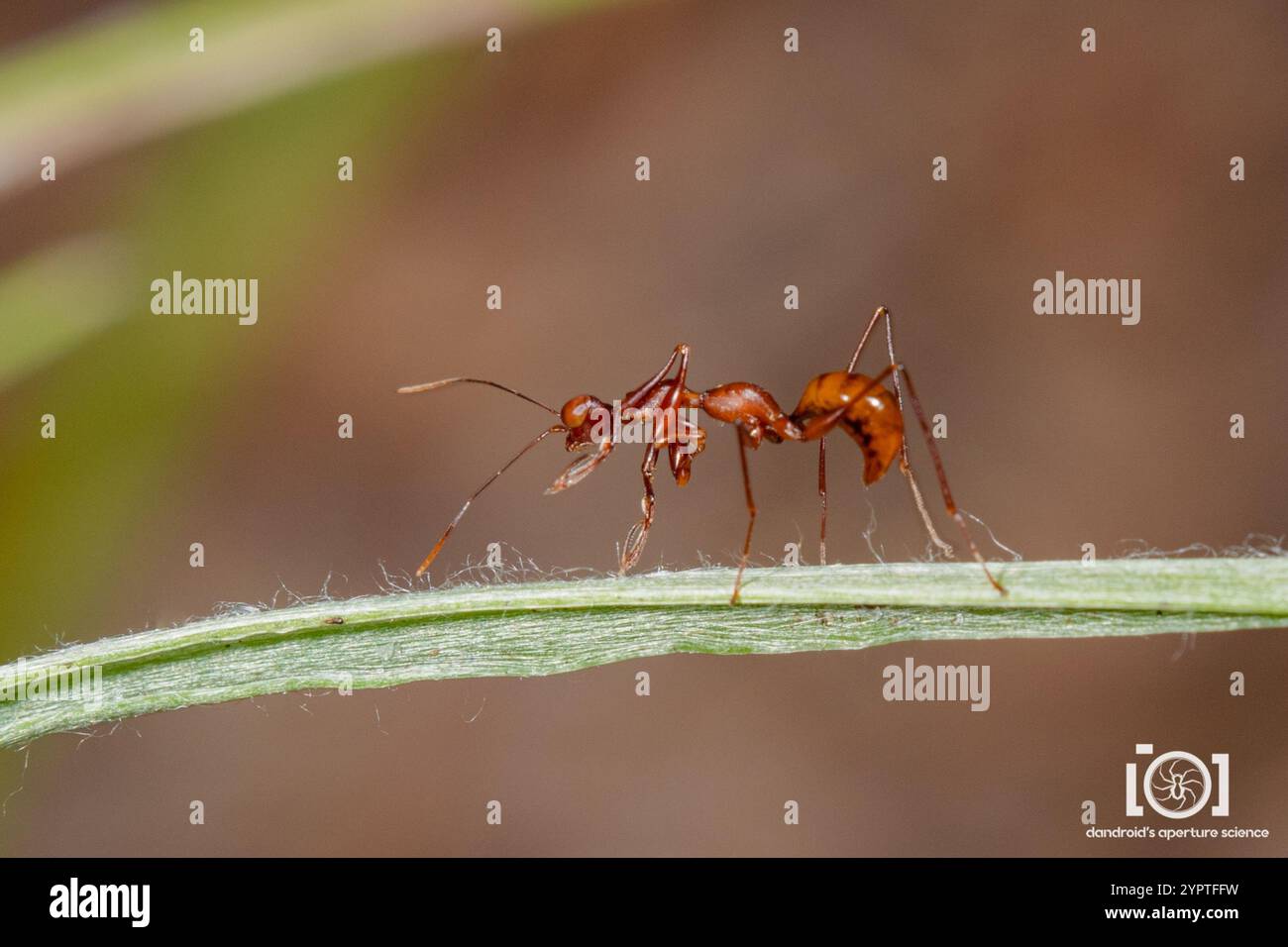Pincer Wasps (Dryinidae Stock Photo - Alamy