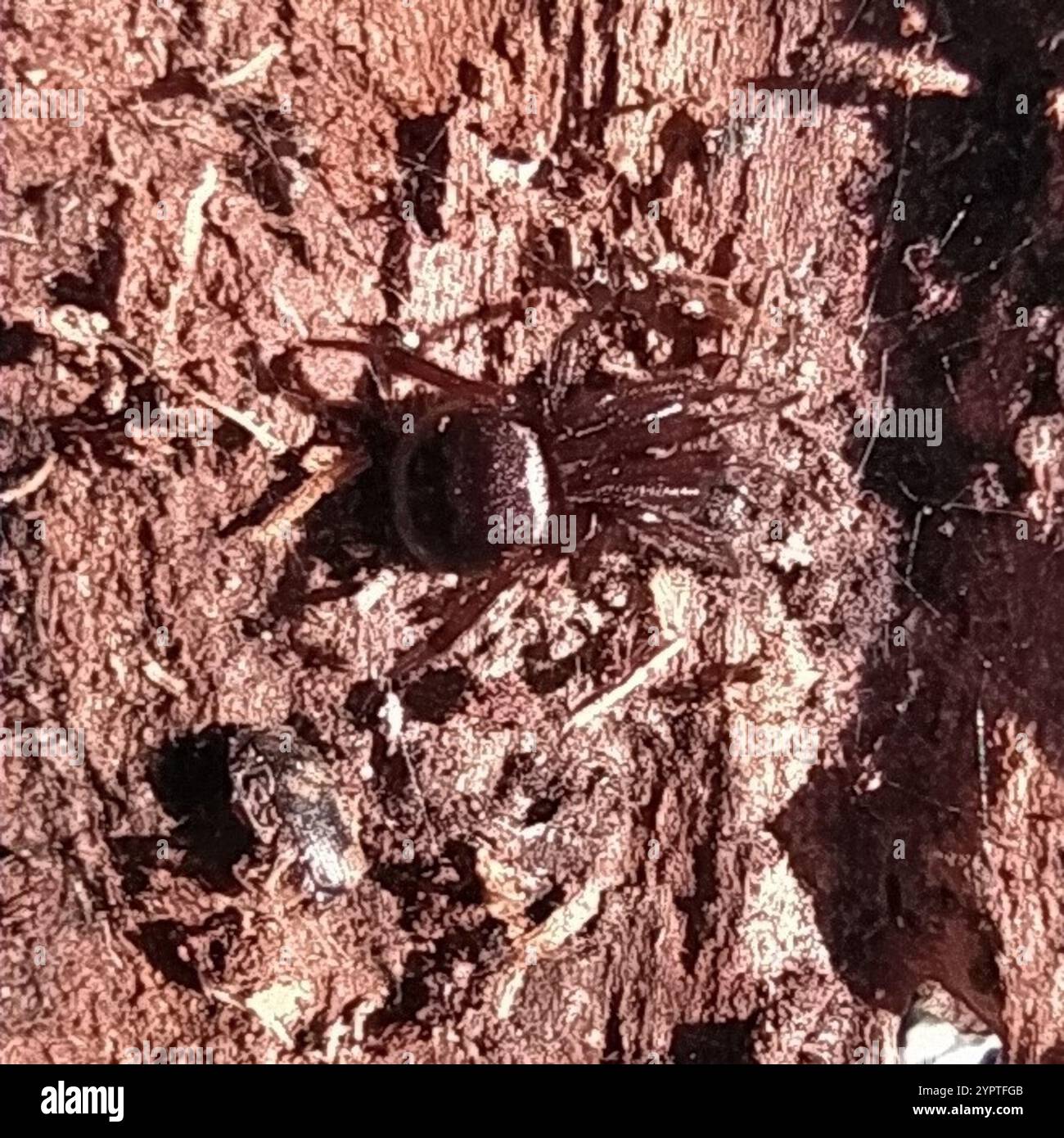 Rabbit Hutch Spider (Steatoda bipunctata Stock Photo - Alamy