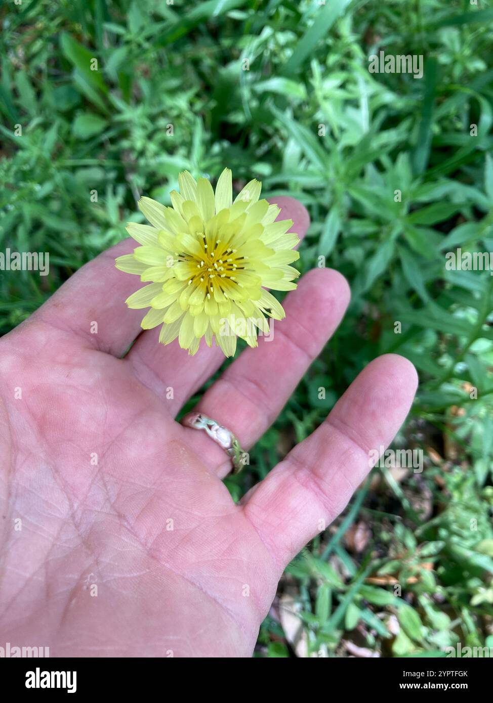 smallflower desert-chicory (Pyrrhopappus pauciflorus Stock Photo - Alamy