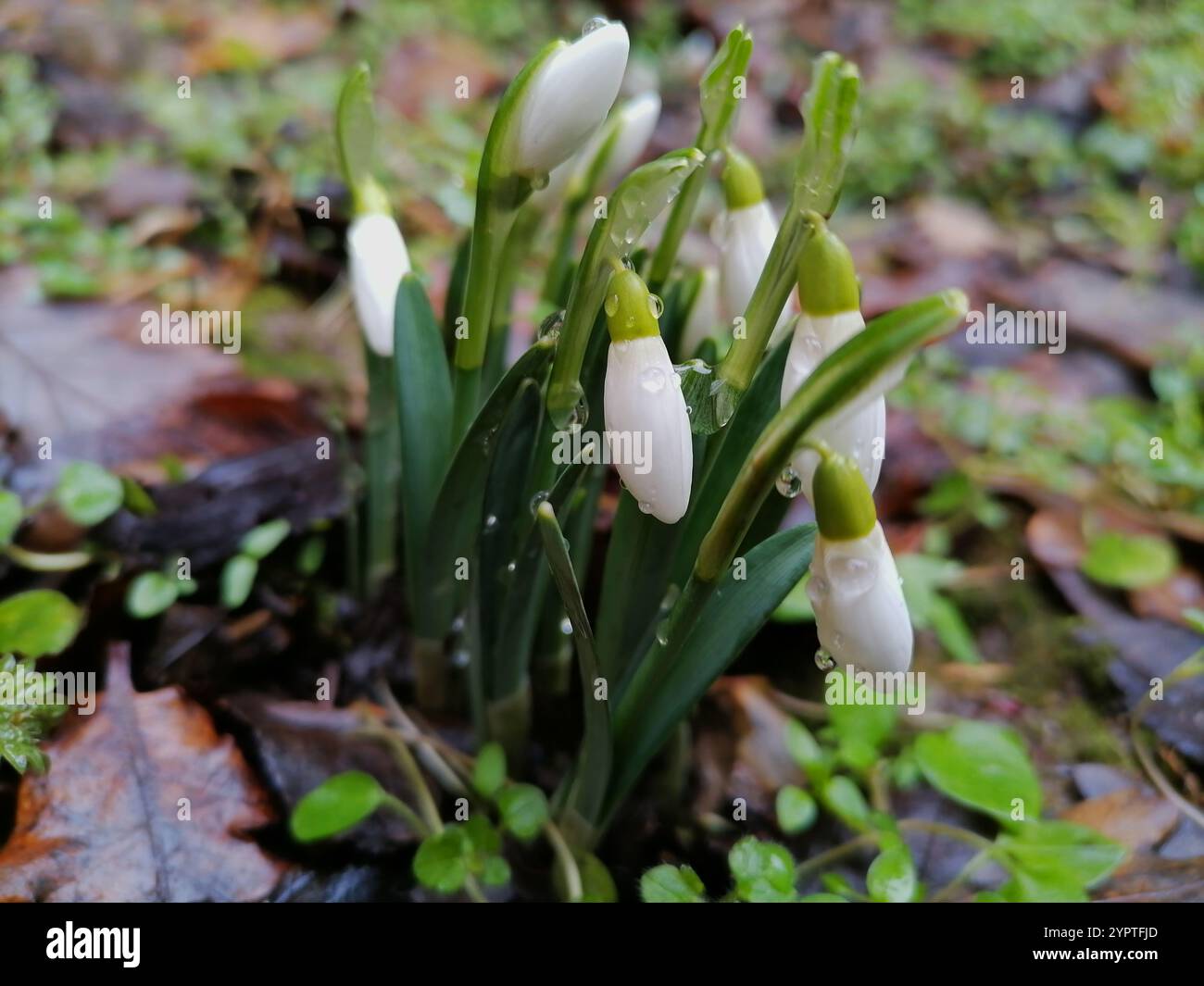 Green garden after rain before hi-res stock photography and images - Alamy
