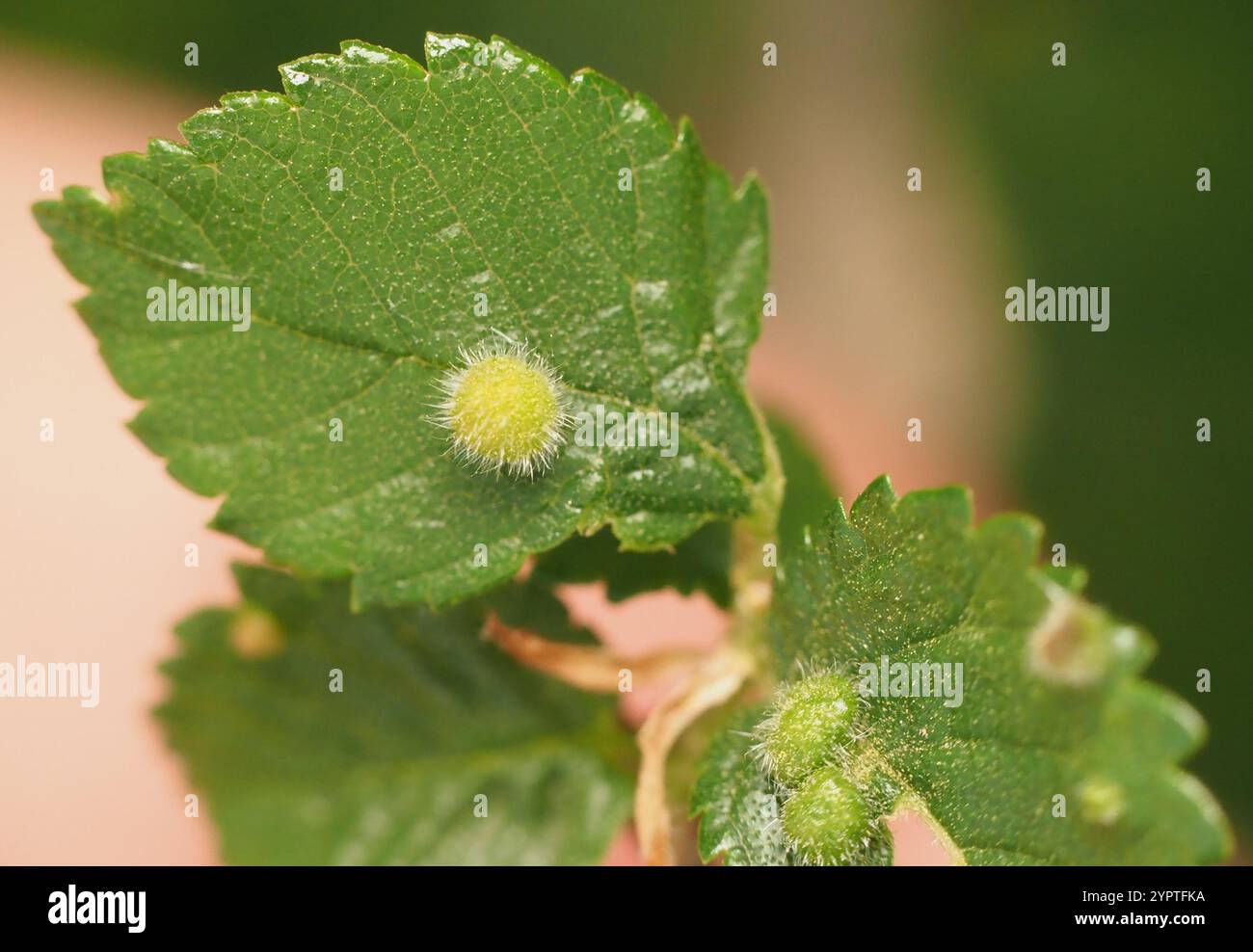 Gall and Rust Mites (Eriophyidae Stock Photo - Alamy