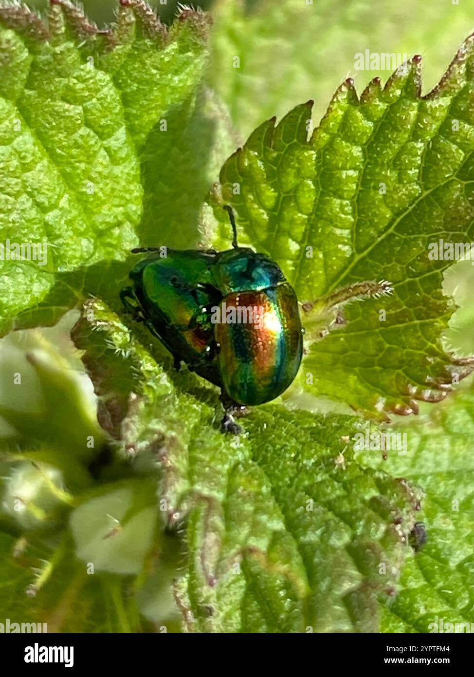Dead-nettle Leaf Beetle (Fasta fastuosa Stock Photo - Alamy