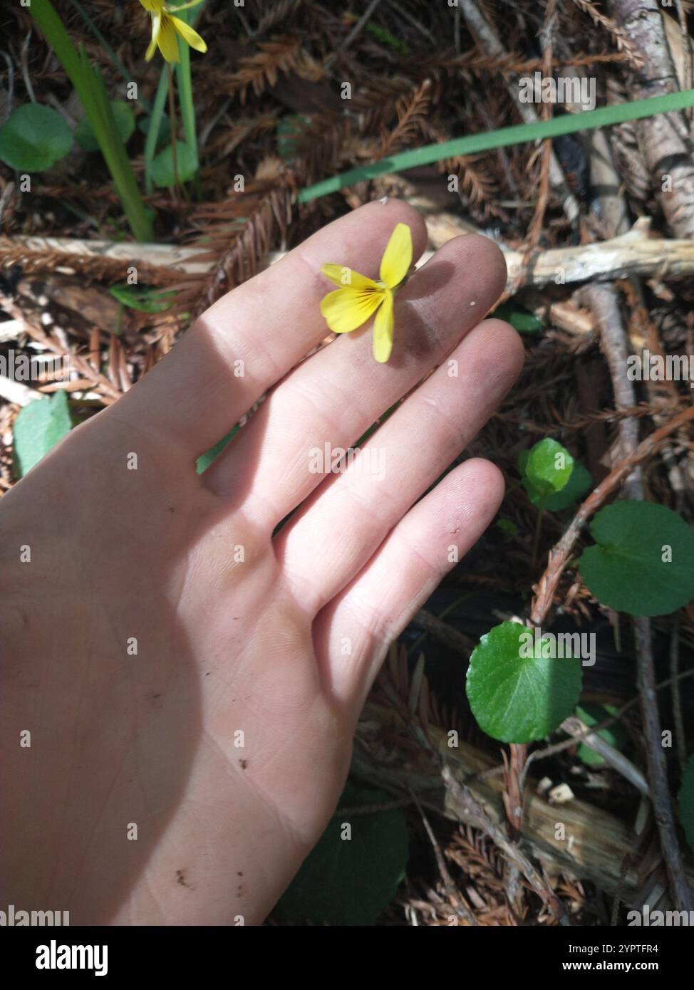 Redwood Violet (Viola sempervirens Stock Photo - Alamy