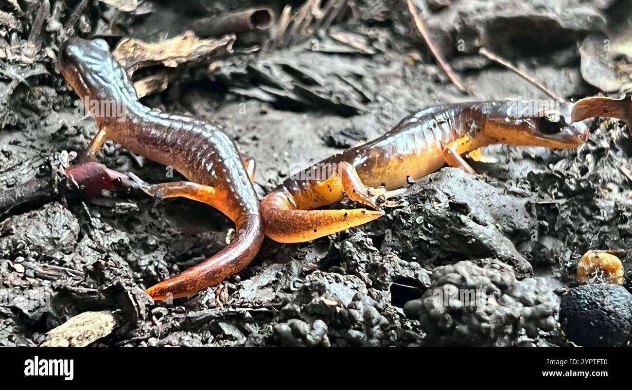 Ensatina eschscholtzii xanthoptica hi-res stock photography and images ...
