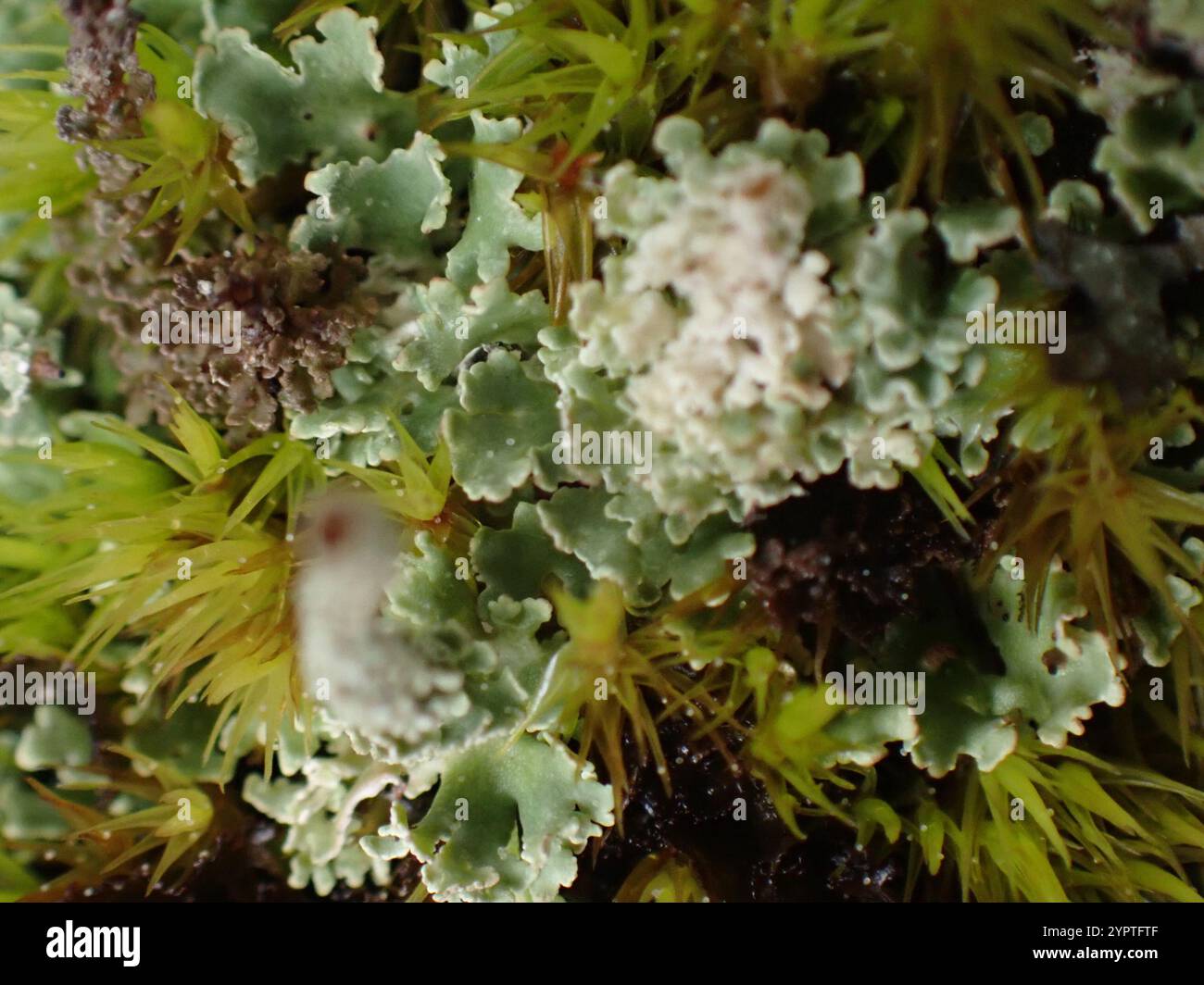 pixie cup and reindeer lichens (Cladonia Stock Photo - Alamy