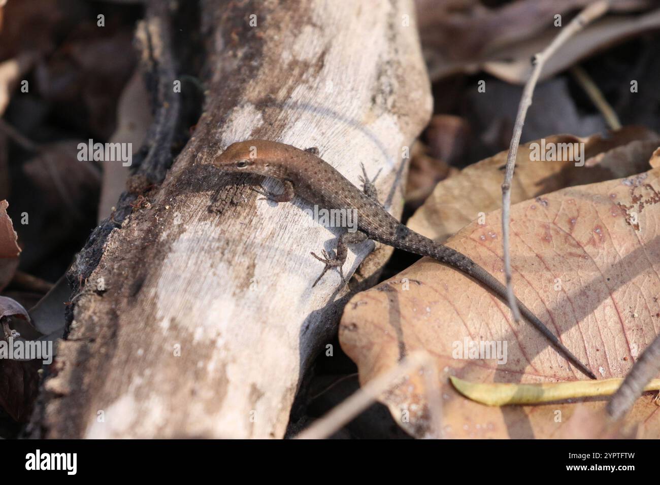 Rainbow Skinks (Carlia Stock Photo - Alamy